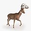 Deer Rigged 3d Model