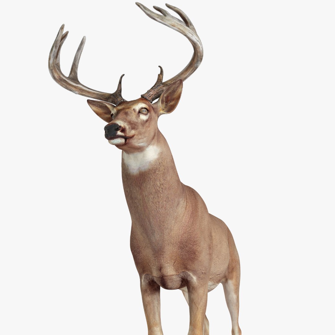 Deer Rigged 3d Model