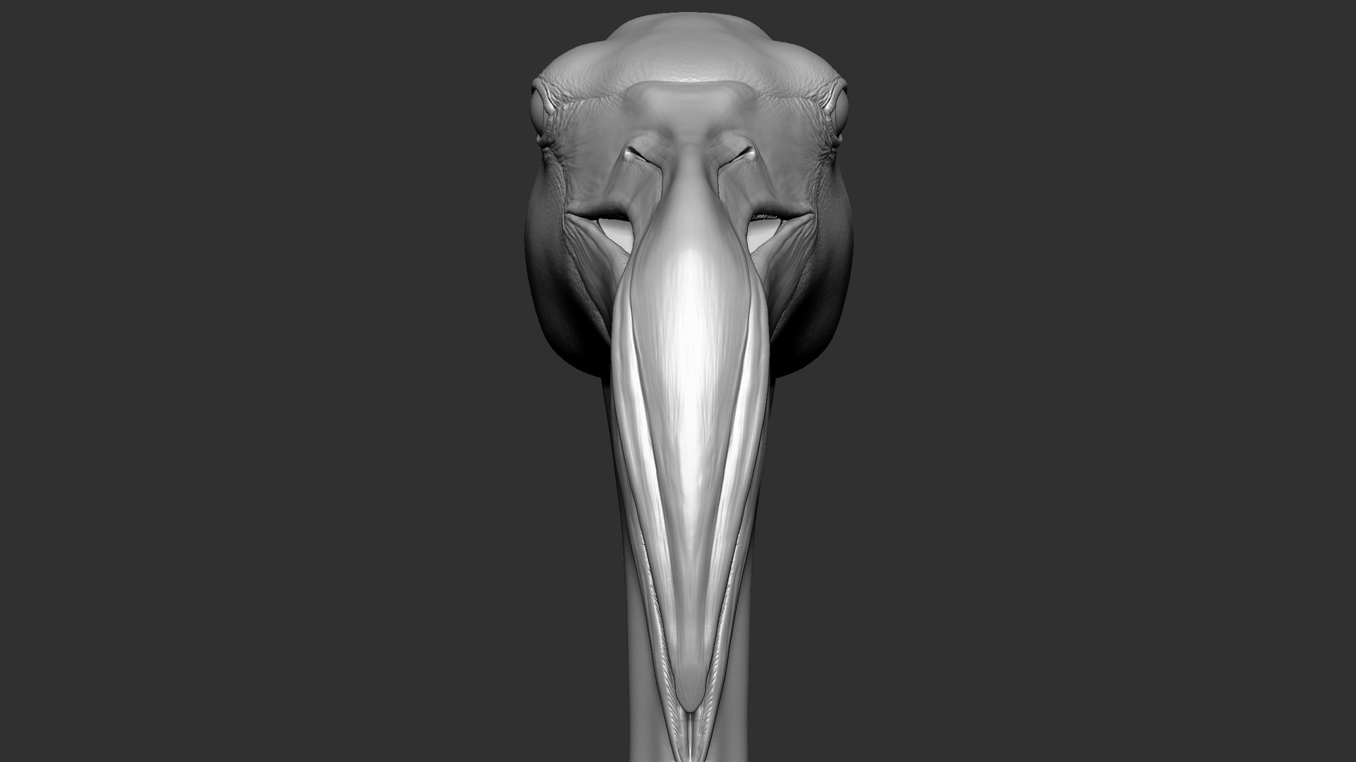 3D Model Flamingo Head - TurboSquid 1839305
