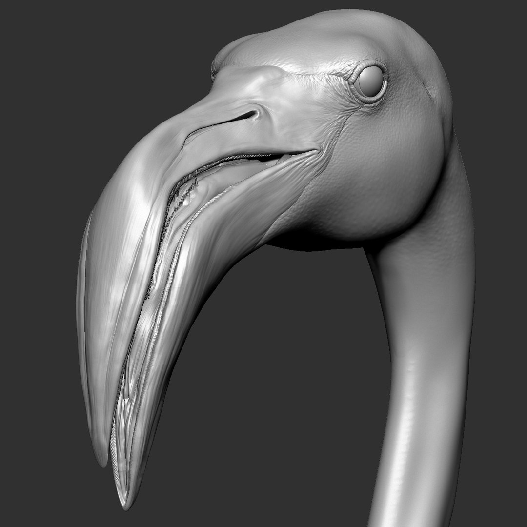 3D Model Flamingo Head - TurboSquid 1839305