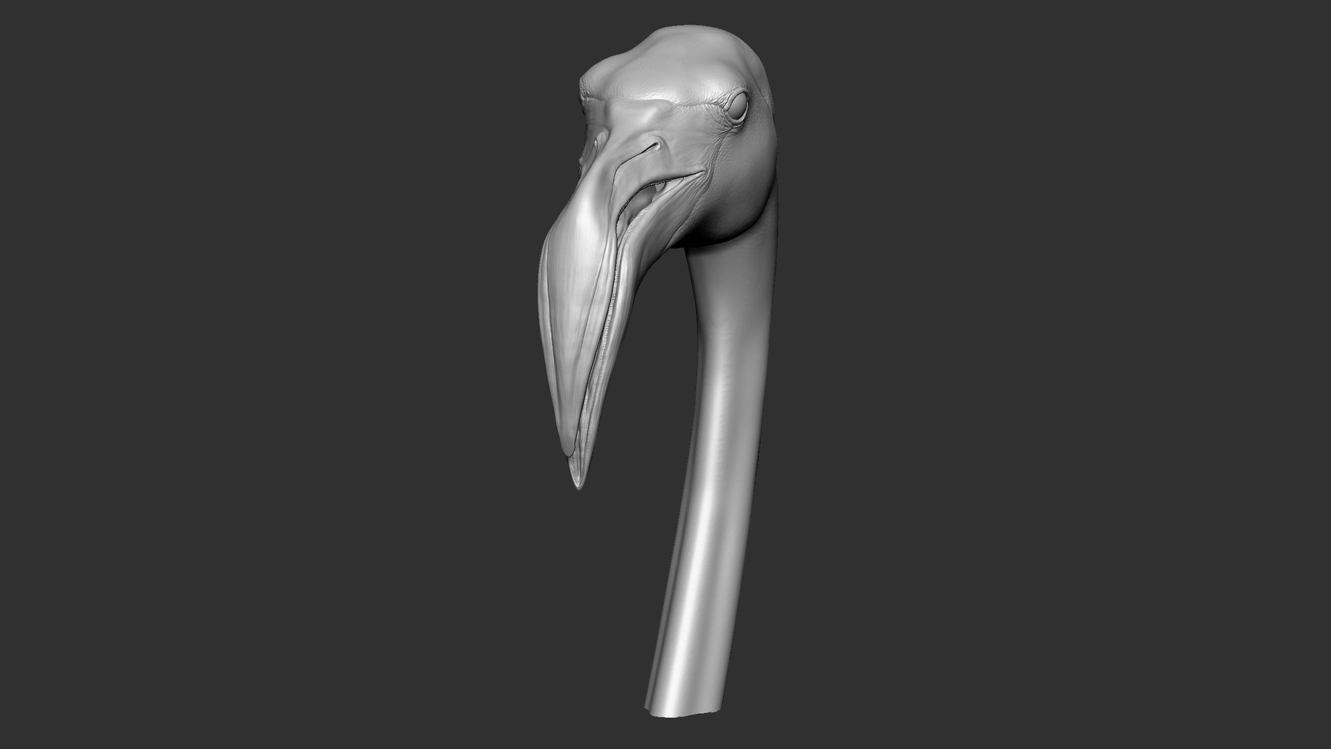 3D Model Flamingo Head - TurboSquid 1839305