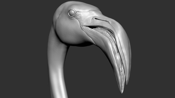 3D model Flamingo Head - TurboSquid 1839305