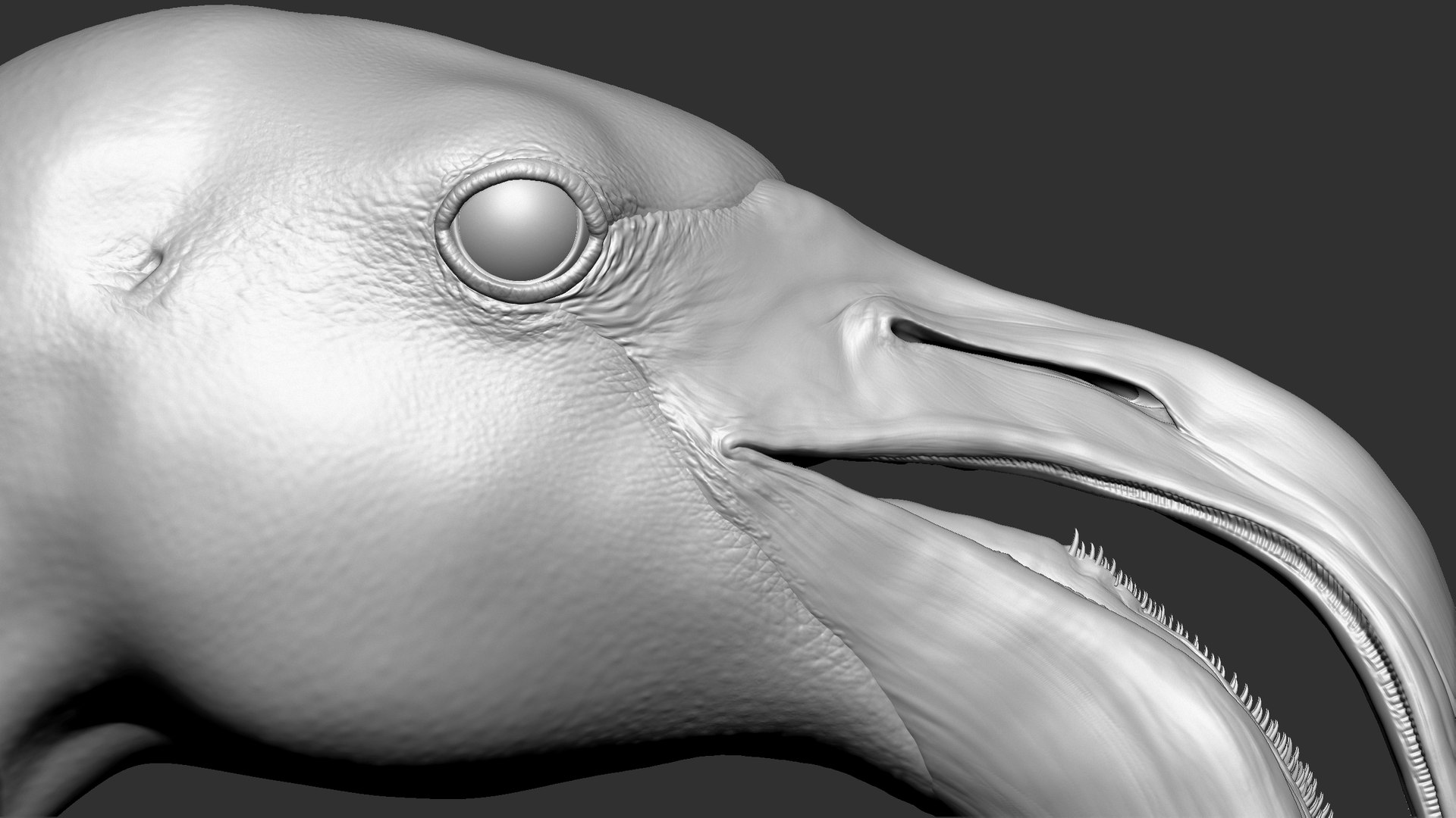 3D Model Flamingo Head - TurboSquid 1839305