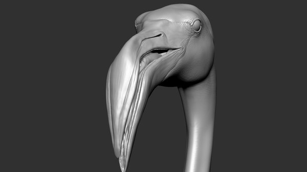 3D model Flamingo Head - TurboSquid 1839305