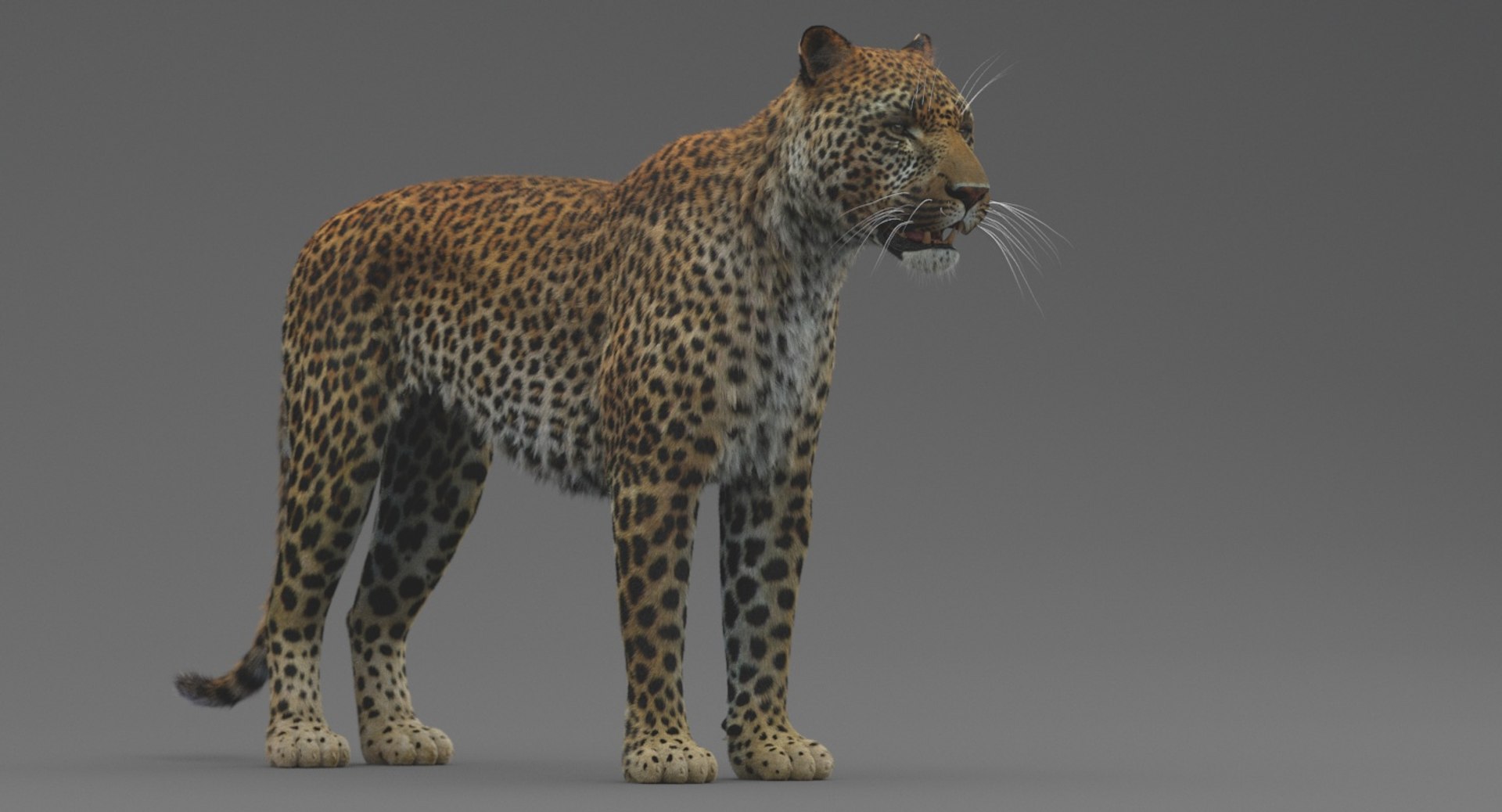 3D Leopard - TurboSquid 1337244