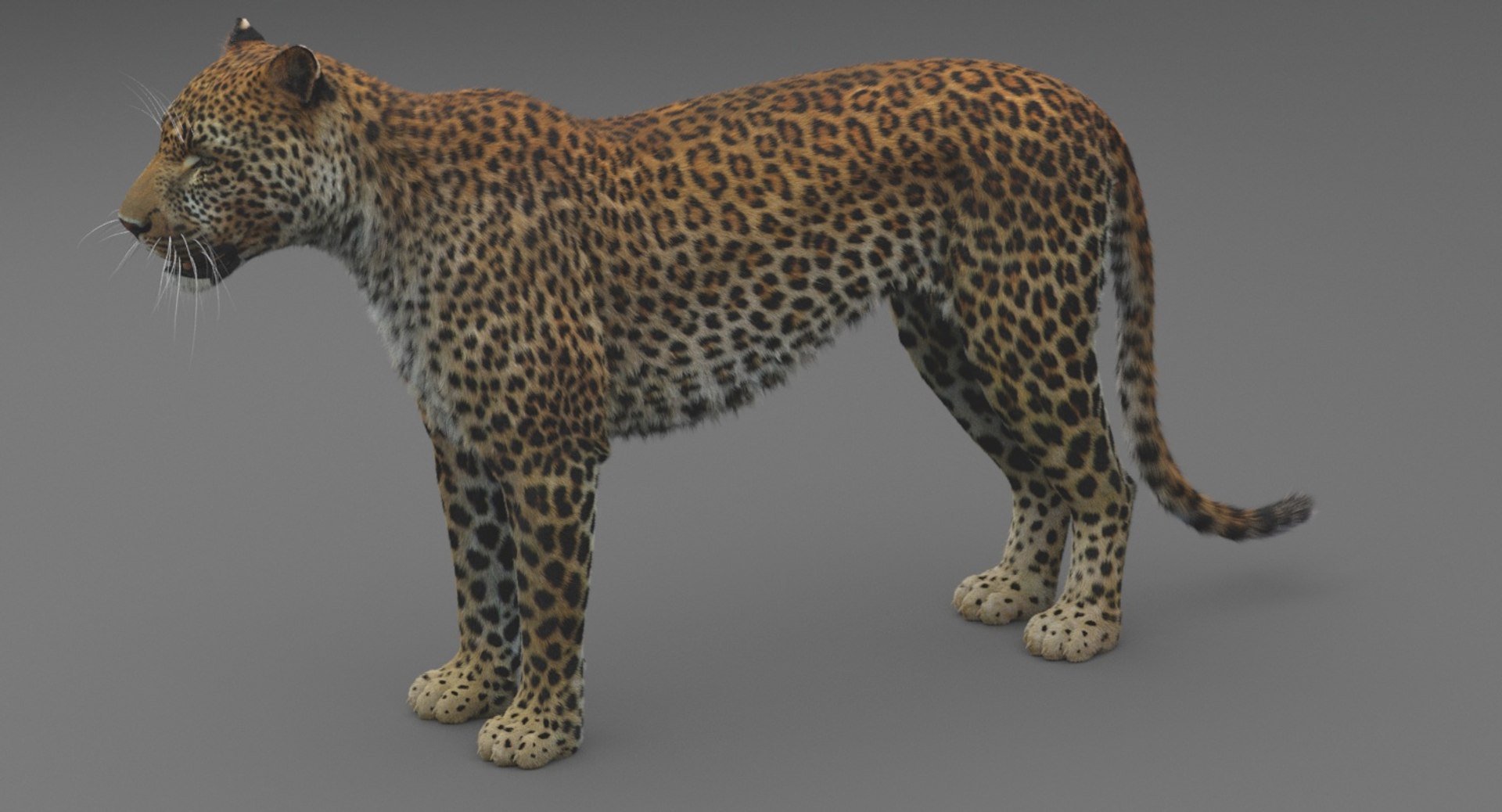 3D Leopard - TurboSquid 1337244