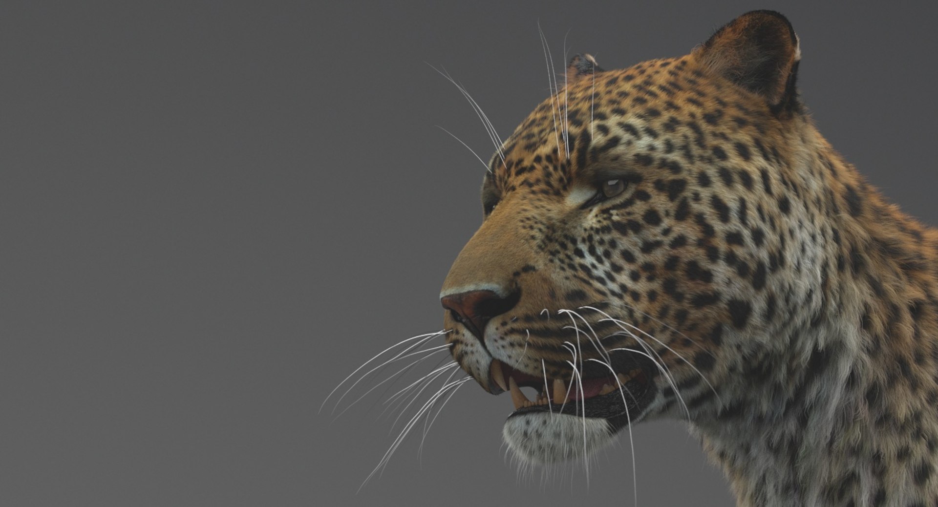 3D Leopard - TurboSquid 1337244