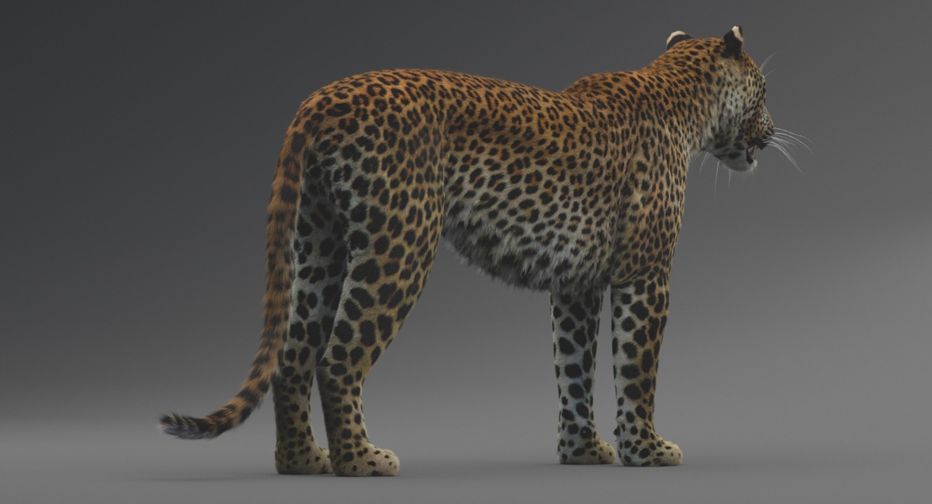 3D Leopard - TurboSquid 1337244