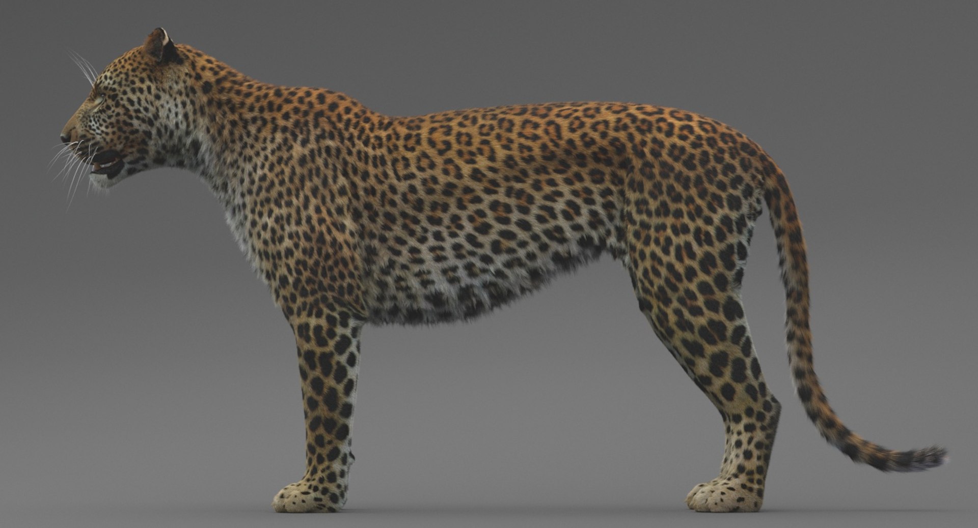 3D Leopard - TurboSquid 1337244