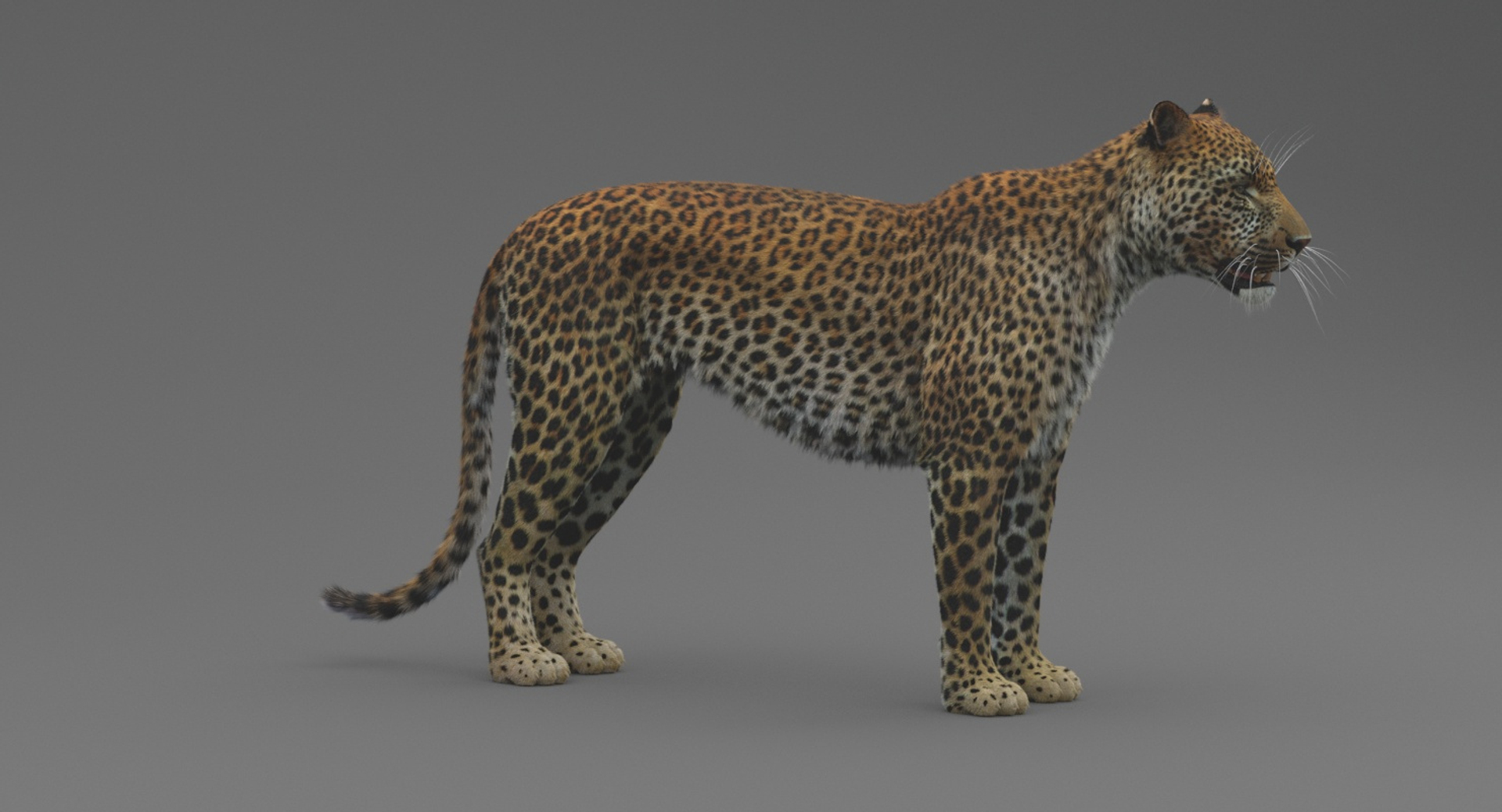 3D Leopard - TurboSquid 1337244