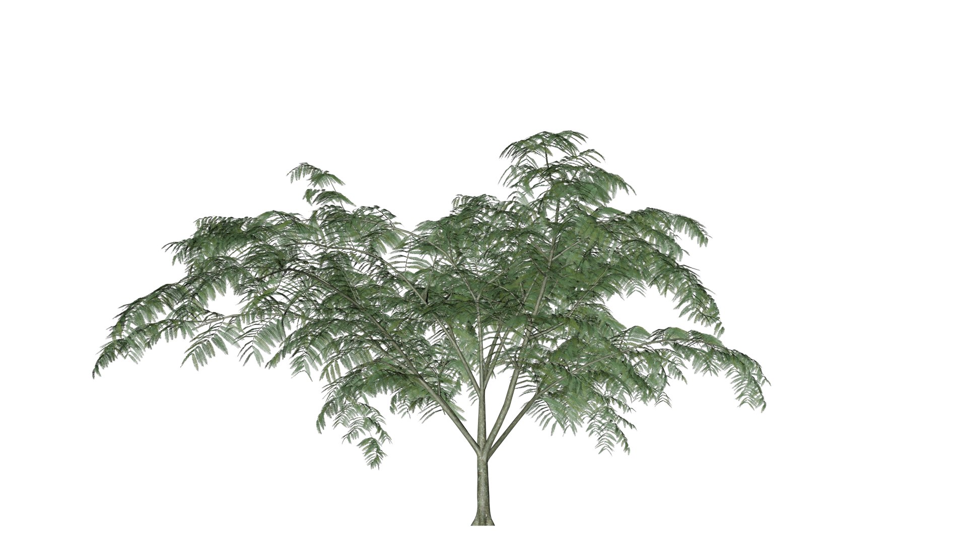 3D Mimosa Tree - 06 - - TurboSquid 2377173