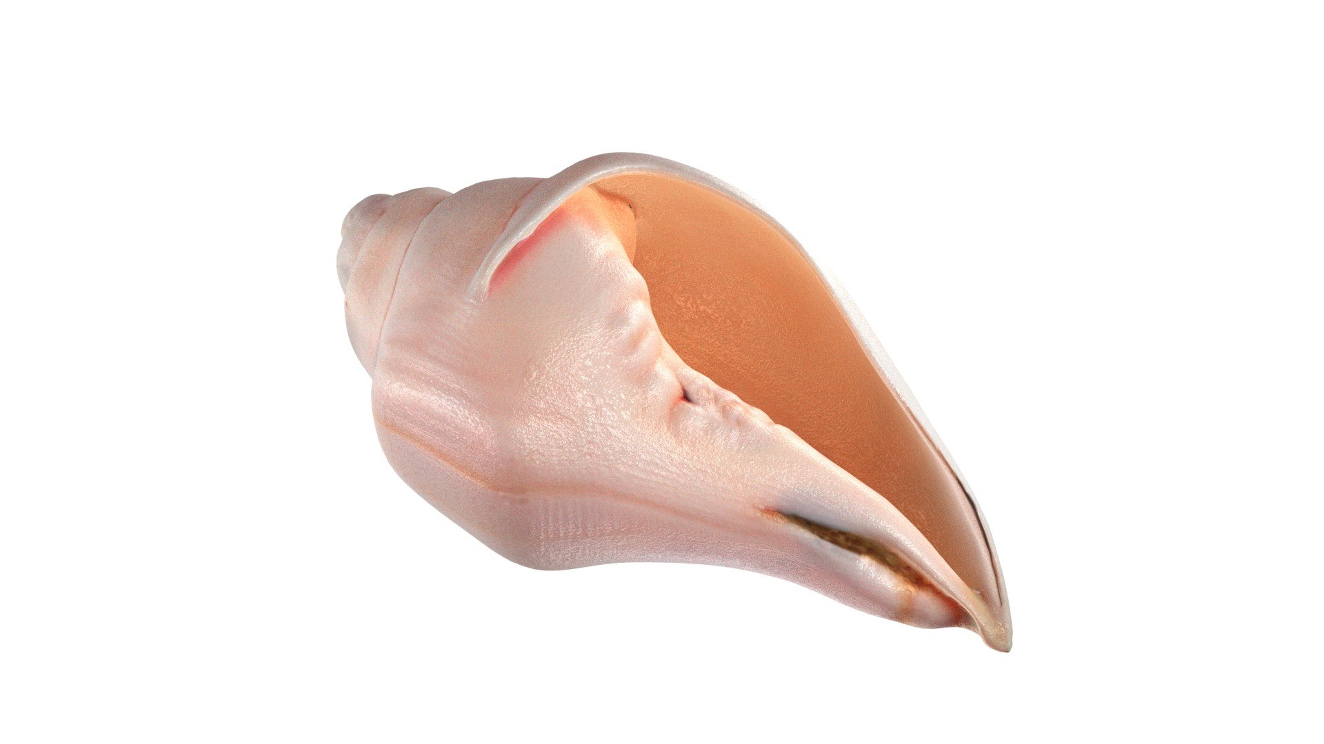 3D Conch Shell Collection - TurboSquid 2370948