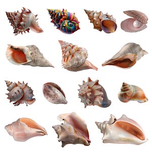 Download Free & Premium Conch Shell 3D Models | TurboSquid