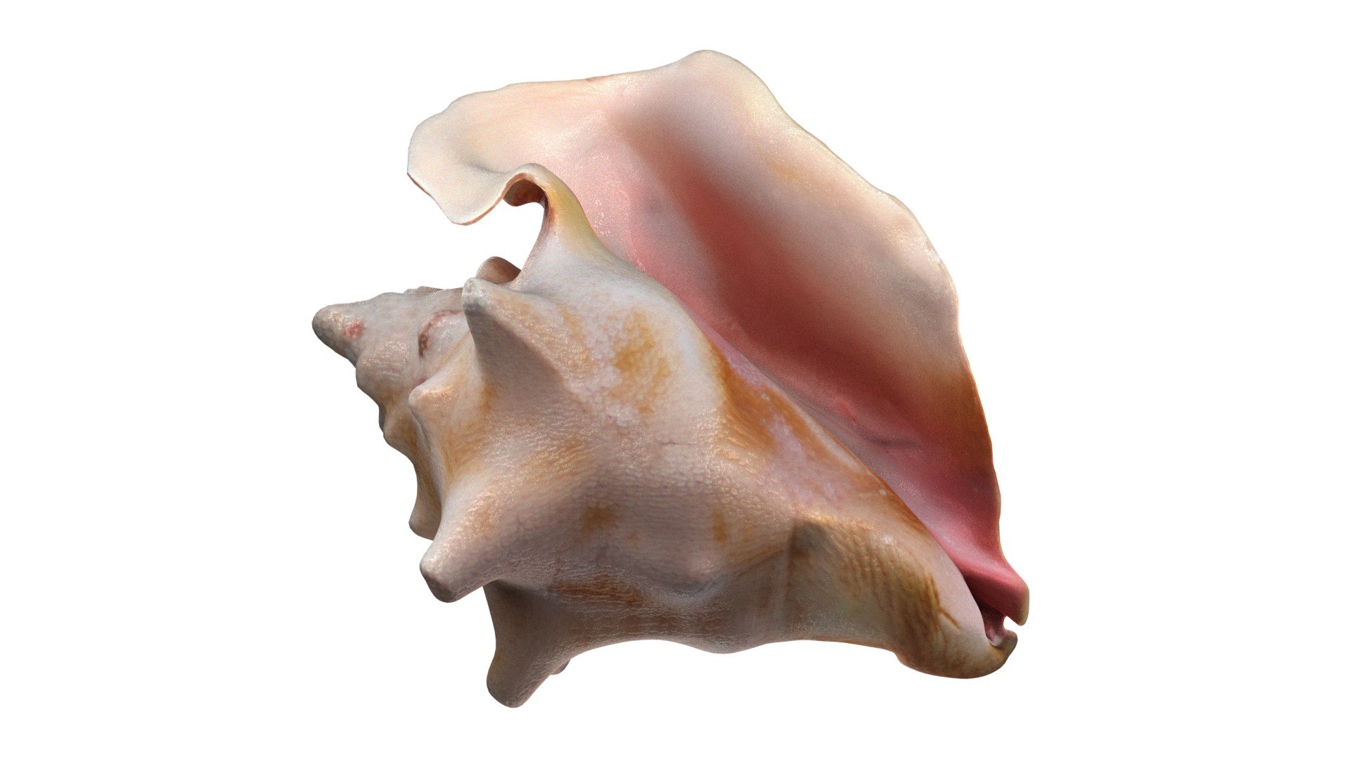 3D Conch Shell Collection - TurboSquid 2370948
