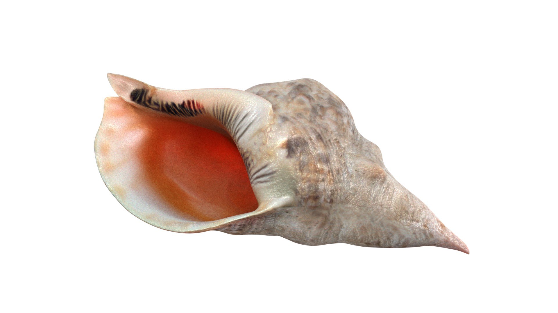 3D Conch Shell Collection - TurboSquid 2370948
