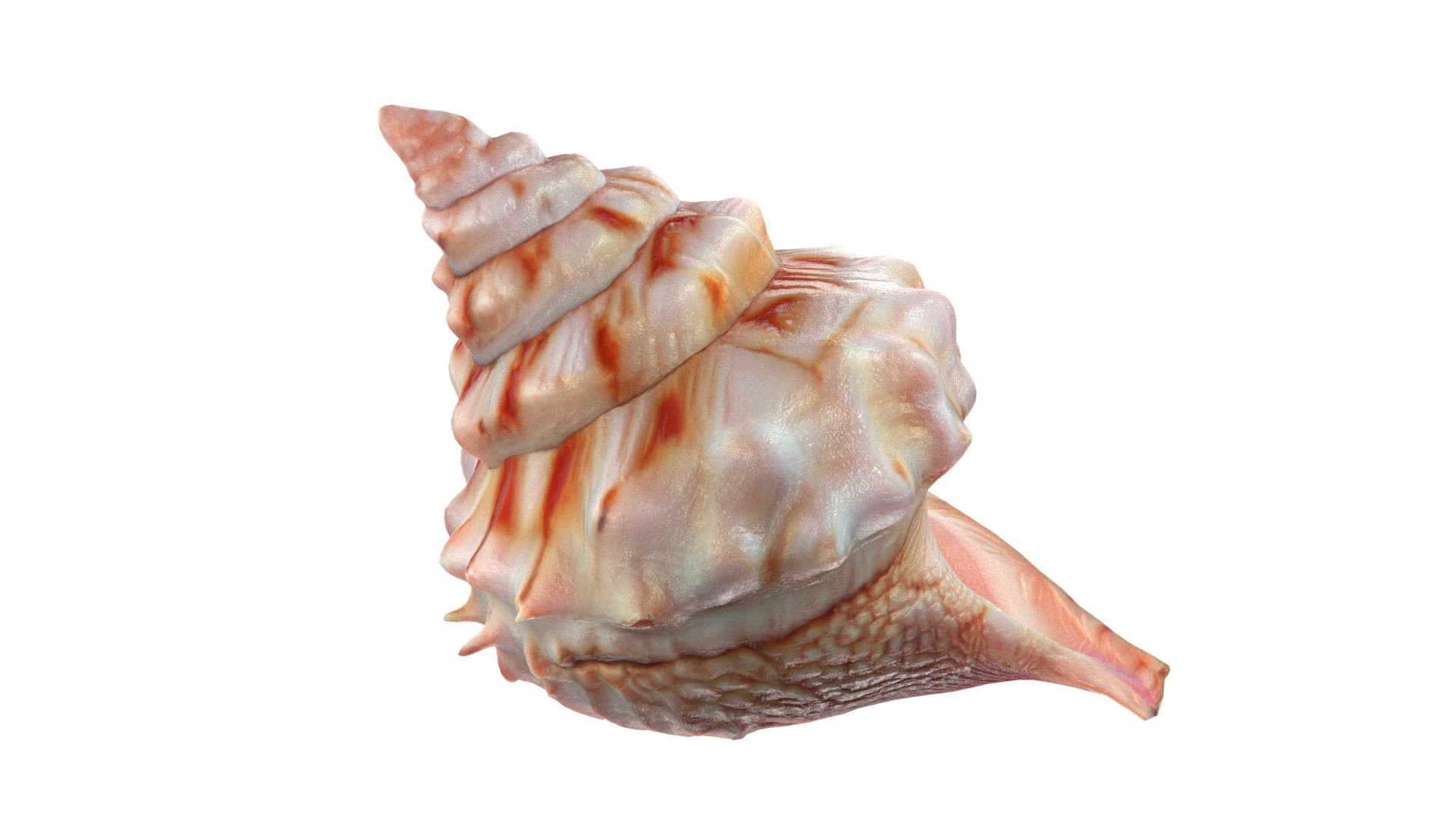 3D Conch Shell Collection - TurboSquid 2370948