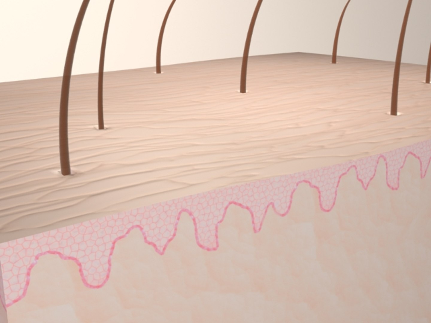 Skin Epidermis Dermis 3d Model
