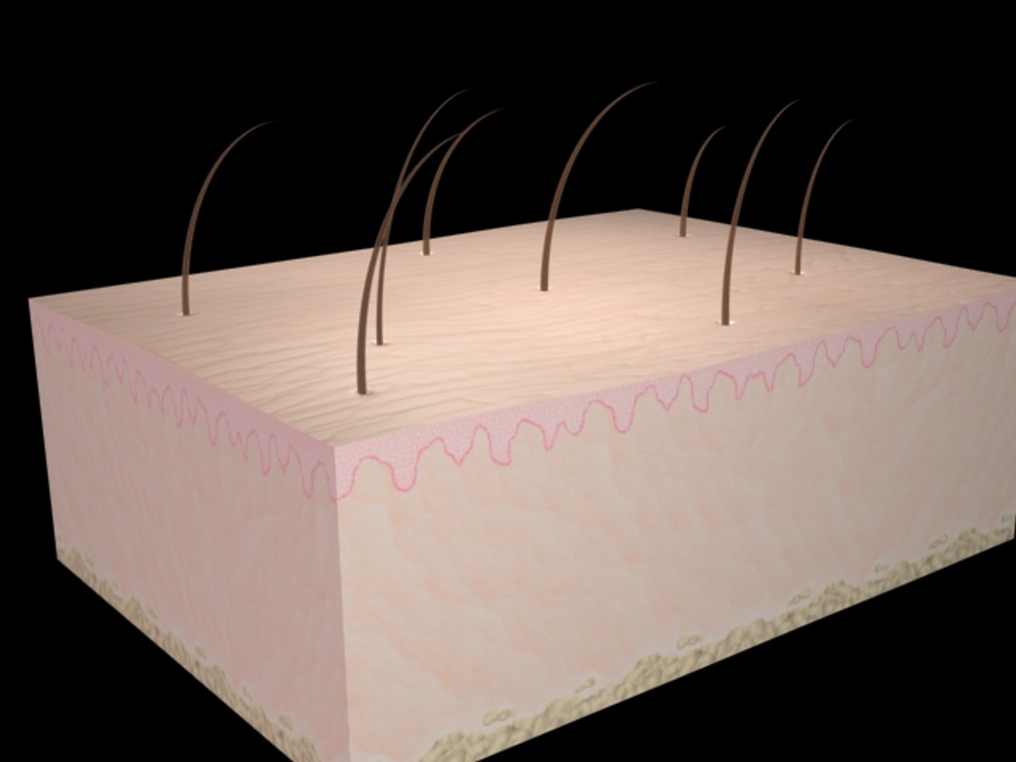 Skin Epidermis Dermis 3d Model