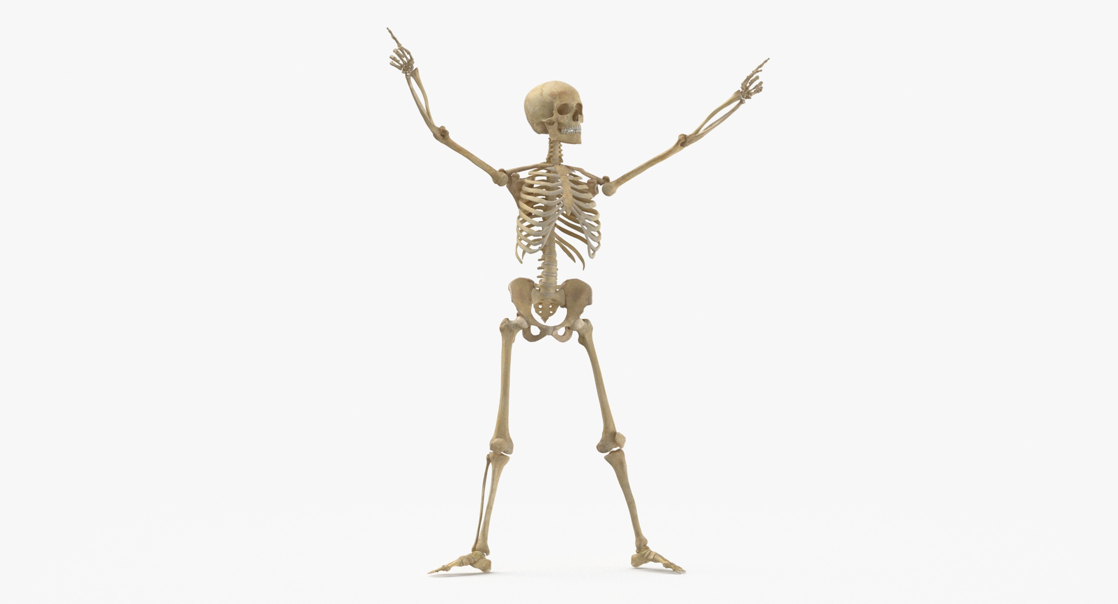 modelo 3d Postura del esqueleto femenino humano 78 (1) - TurboSquid 1726495