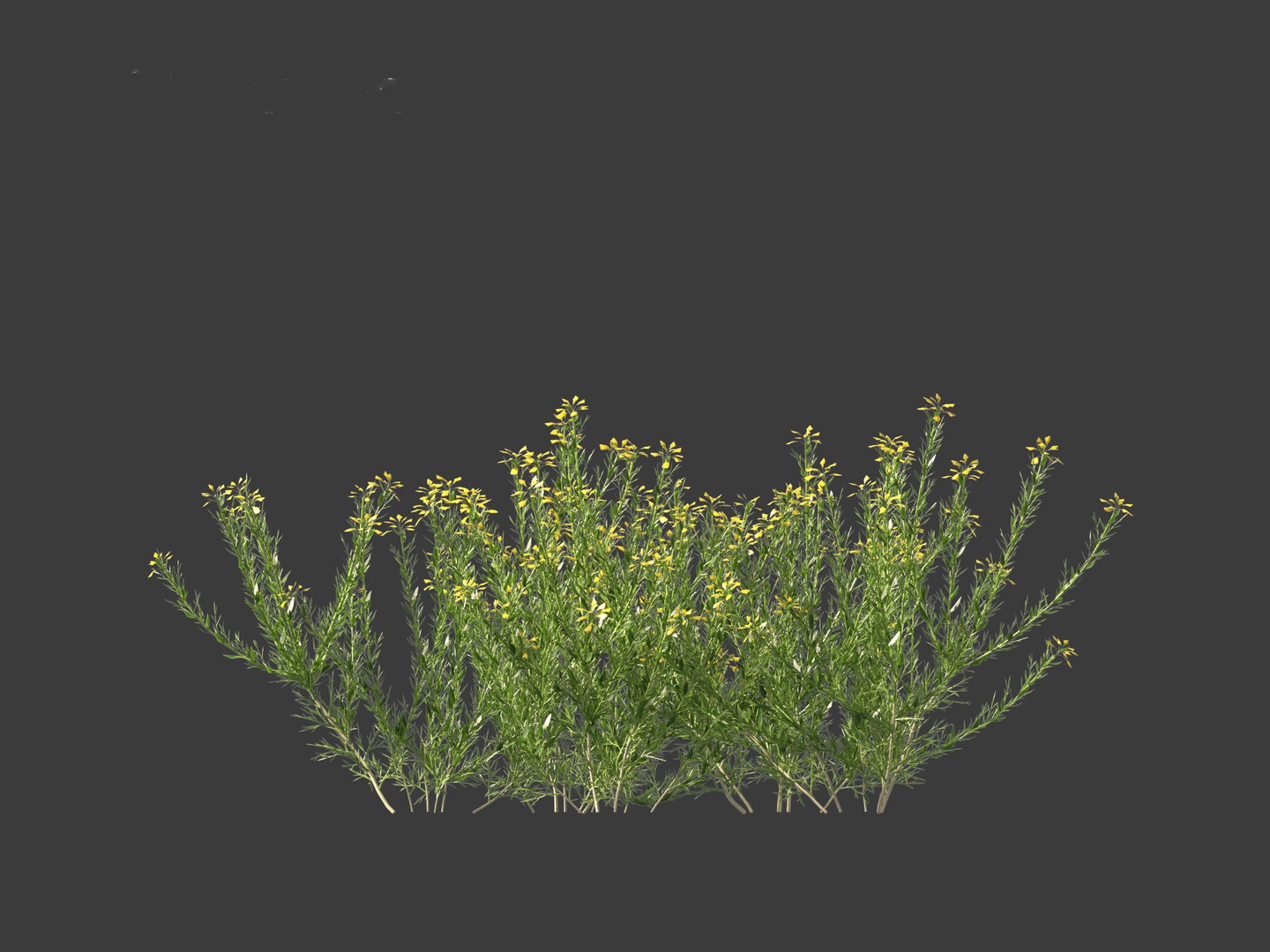 3D Genista Hispanica - Spanish Gorse - TurboSquid 2144612