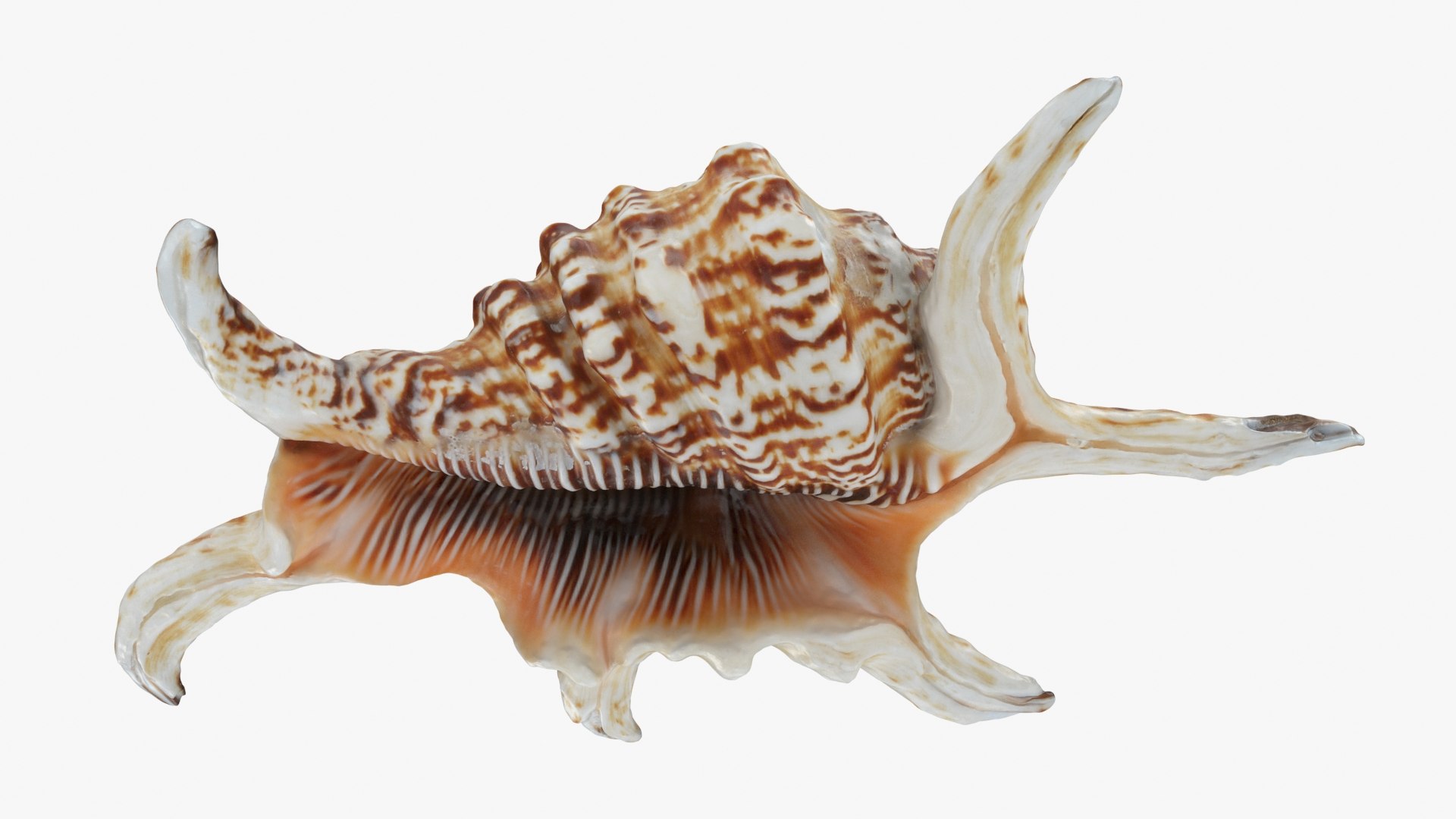 3D Harpago Arthriticus - TurboSquid 2219295