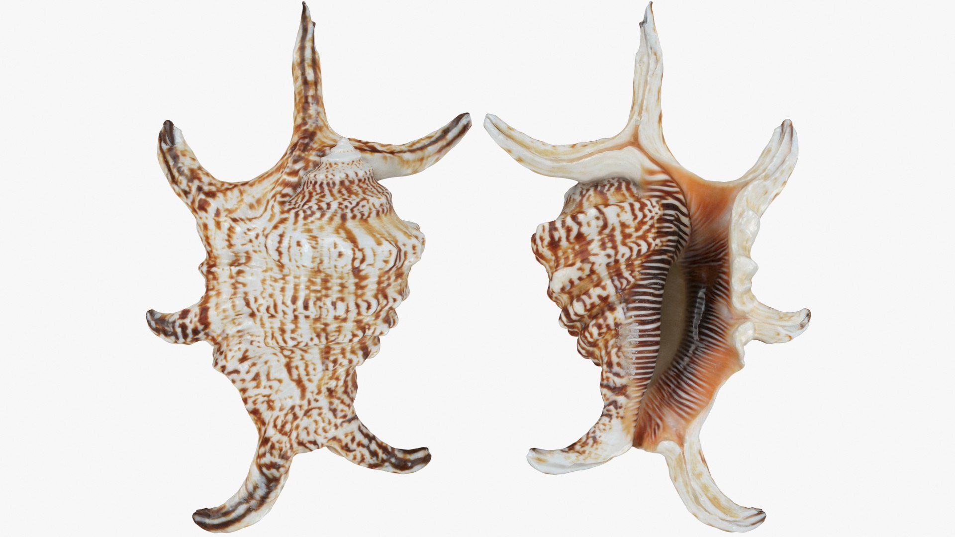 3D Harpago Arthriticus - TurboSquid 2219295