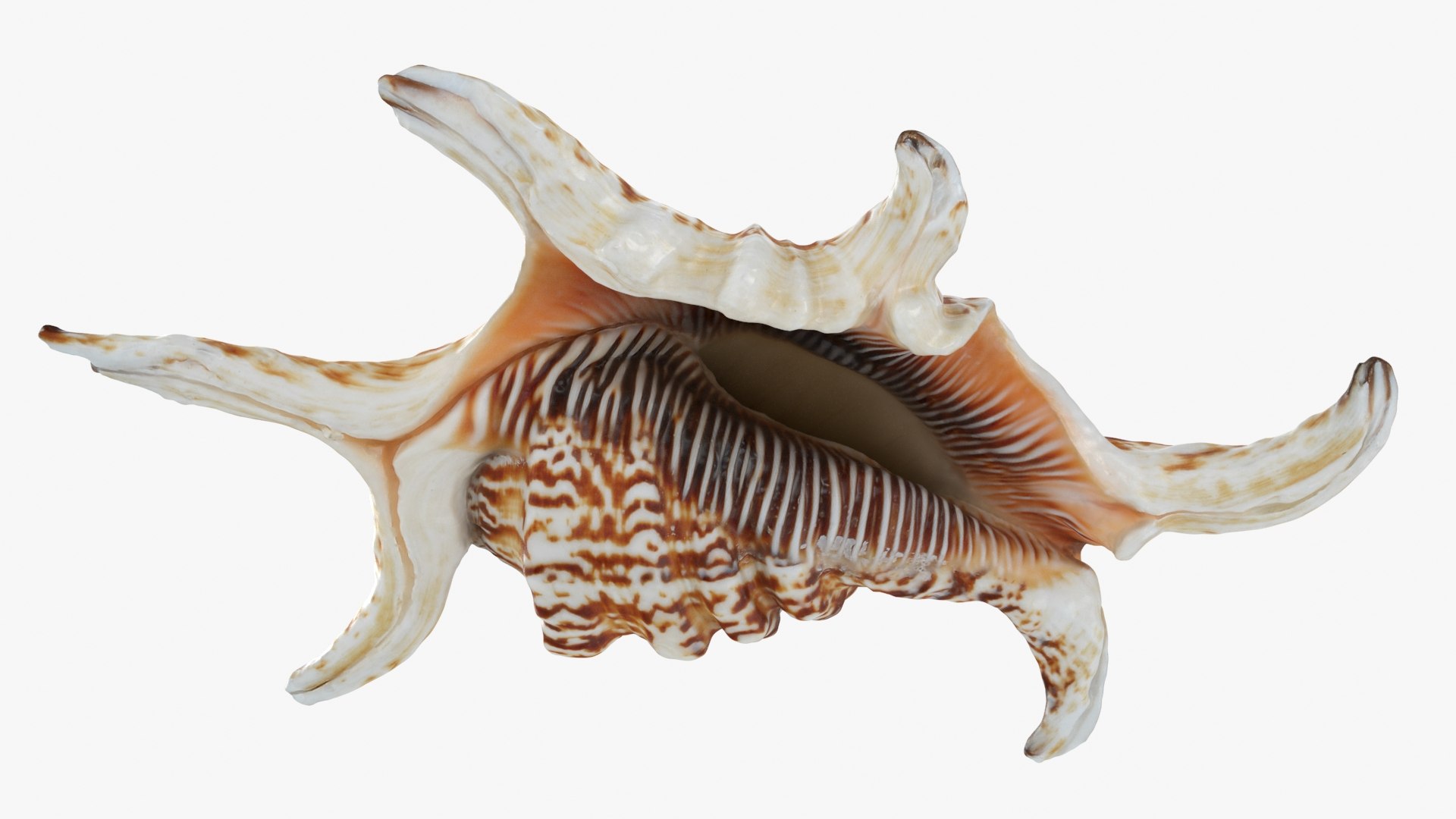 3D Harpago Arthriticus - TurboSquid 2219295