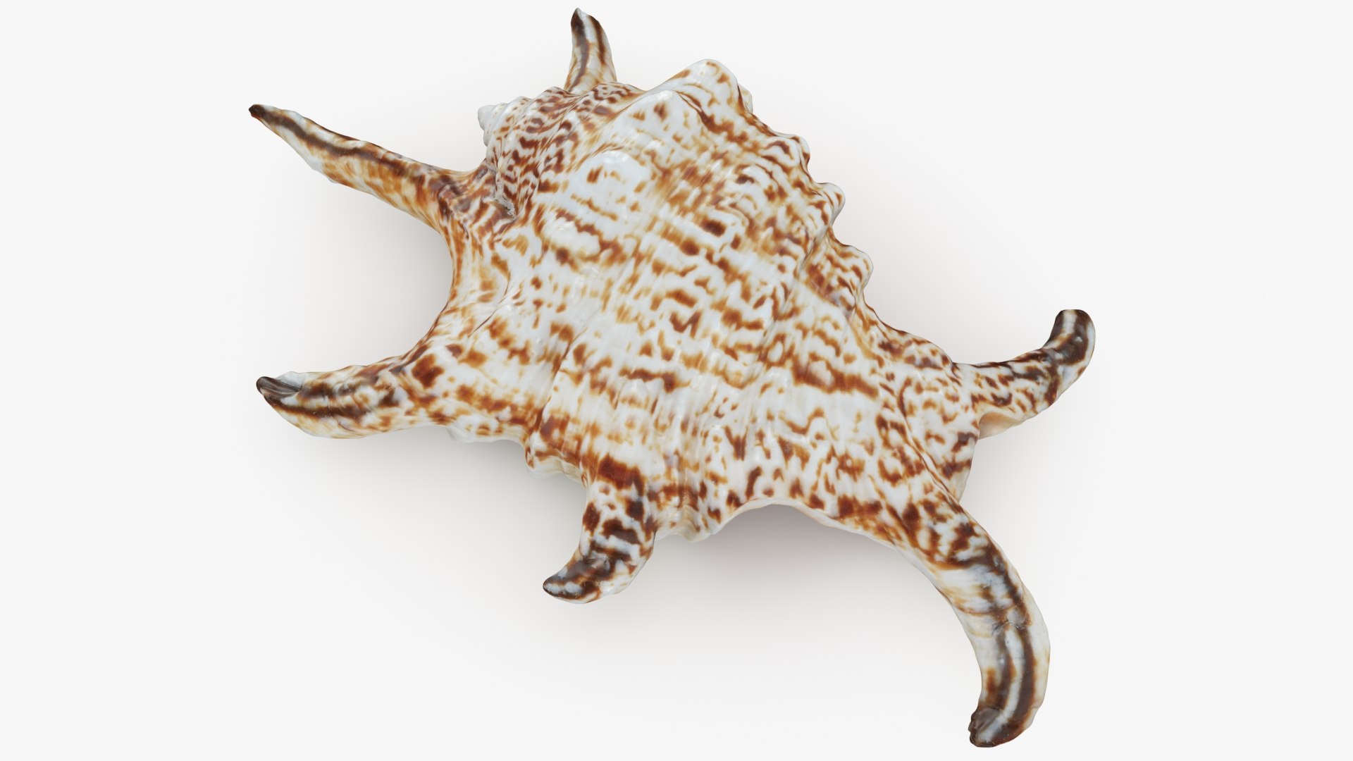 3D Harpago Arthriticus - TurboSquid 2219295