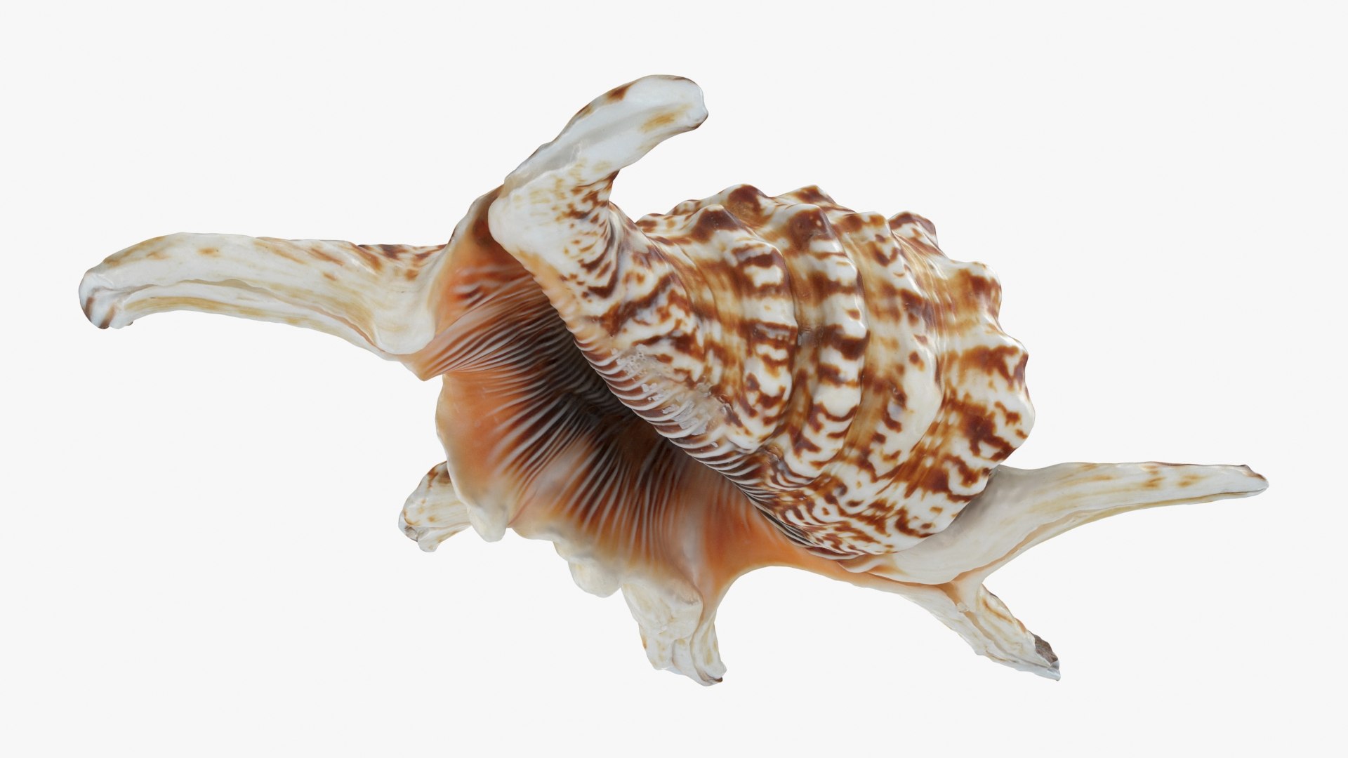 3D Harpago Arthriticus - TurboSquid 2219295