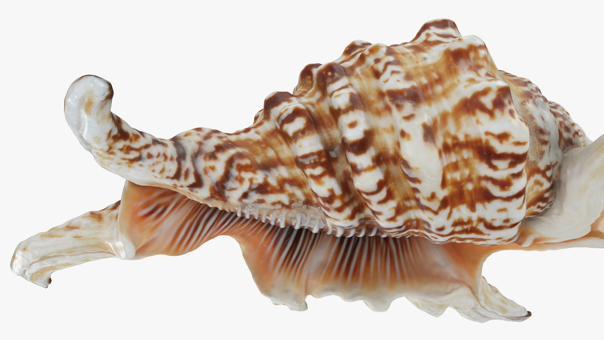 3D Harpago Arthriticus - TurboSquid 2219295
