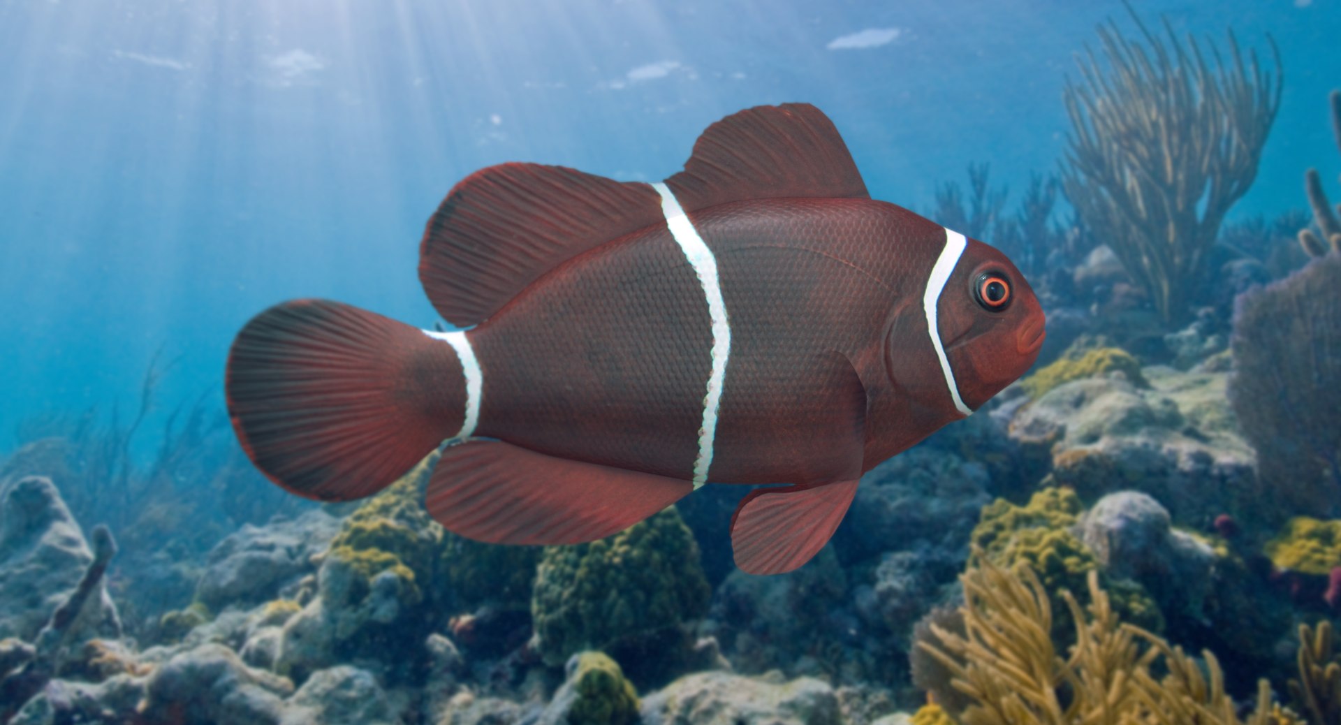 Maroon Clownfish Model - TurboSquid 1415310