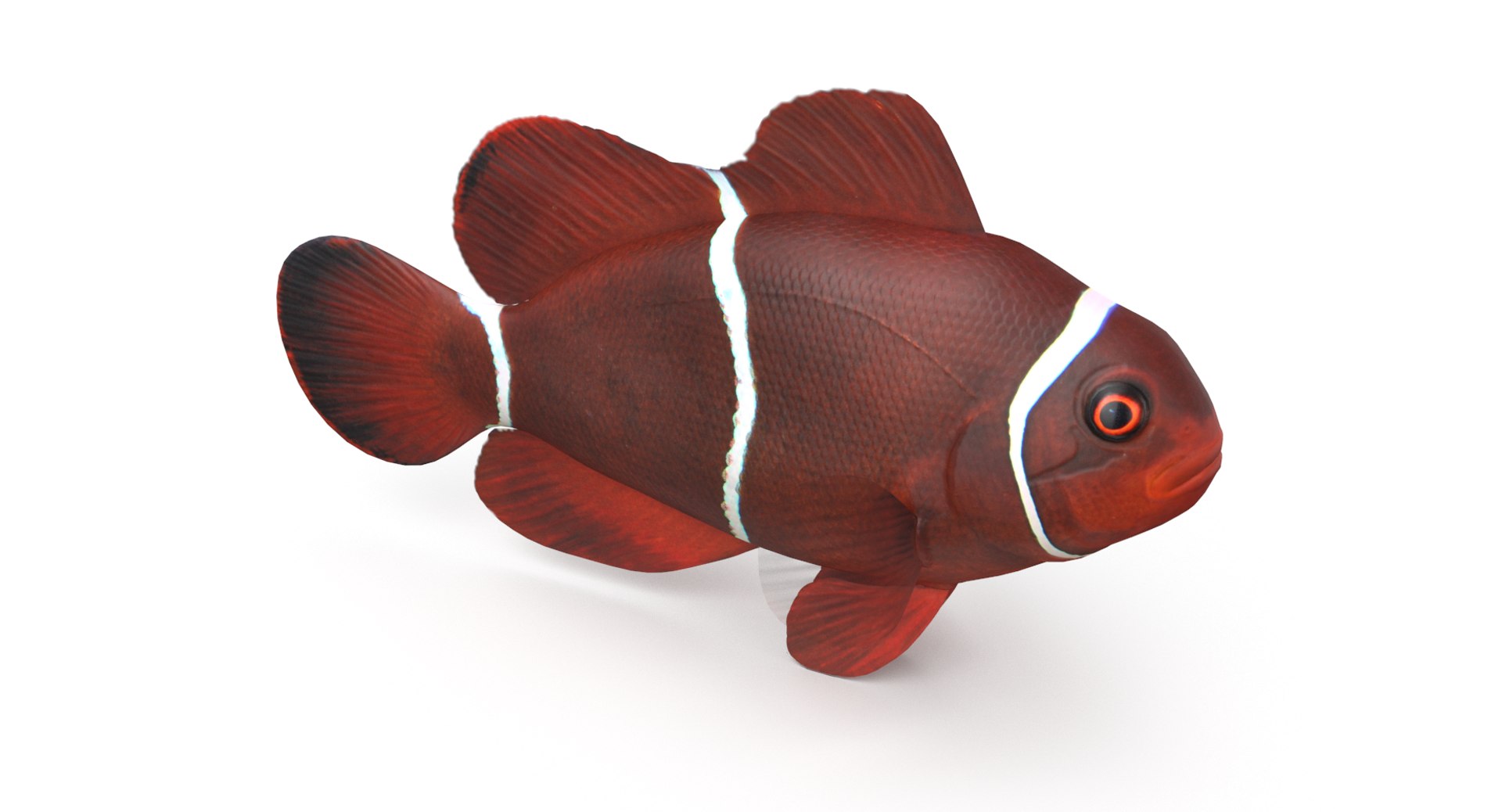 Maroon Clownfish Model - TurboSquid 1415310