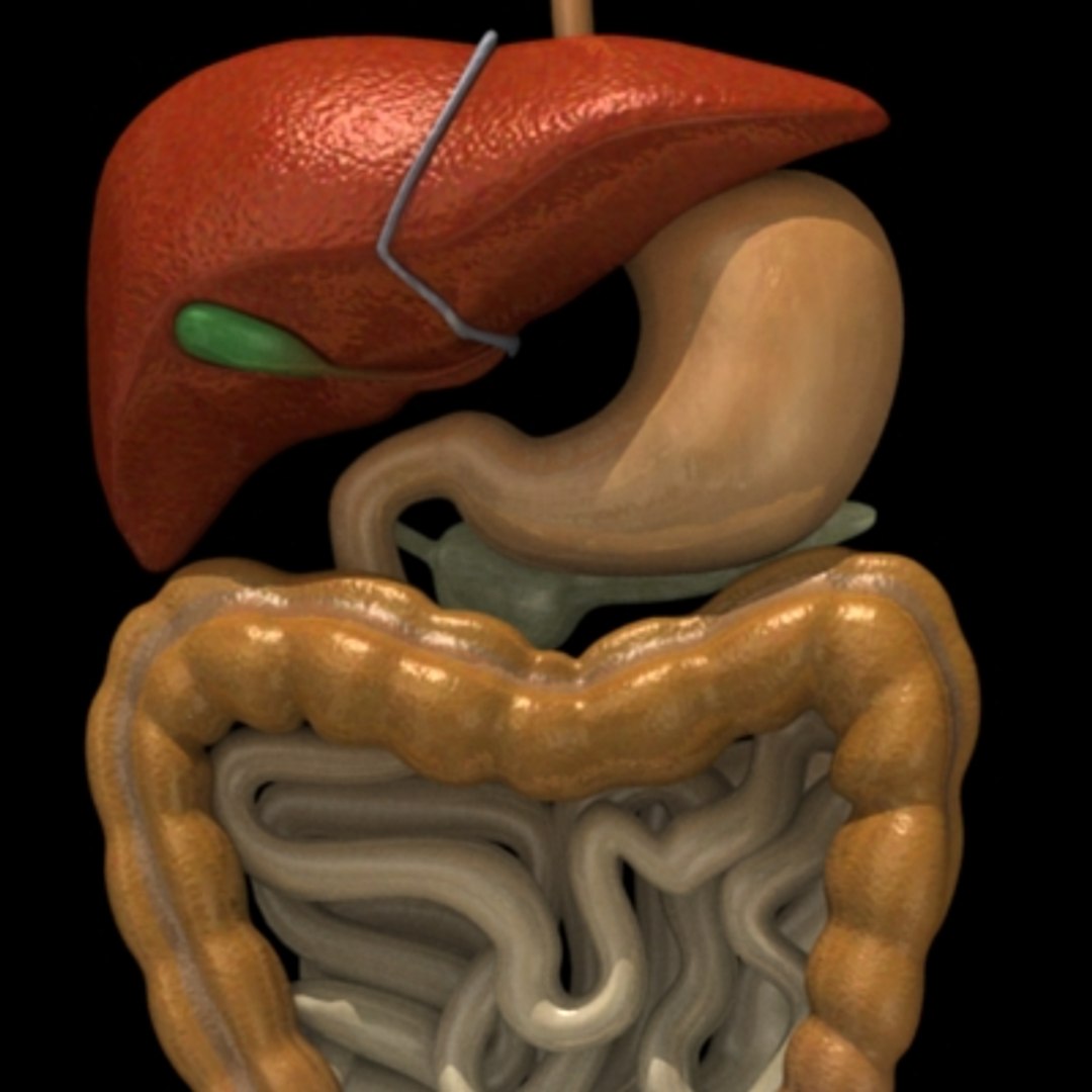 Digestive Esophagus Liver Stomach Max