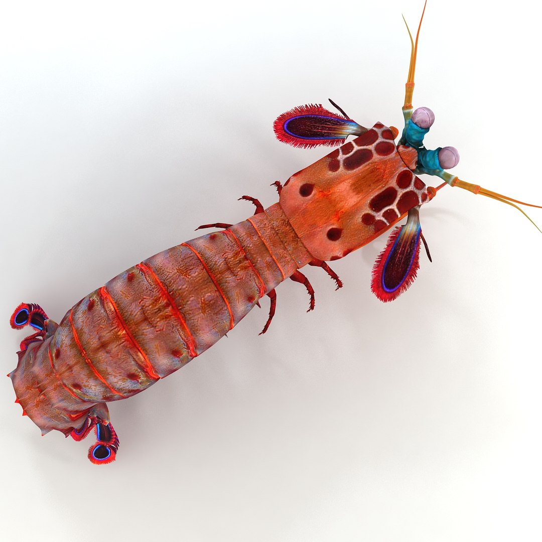 3d Mantis Shrimp Model