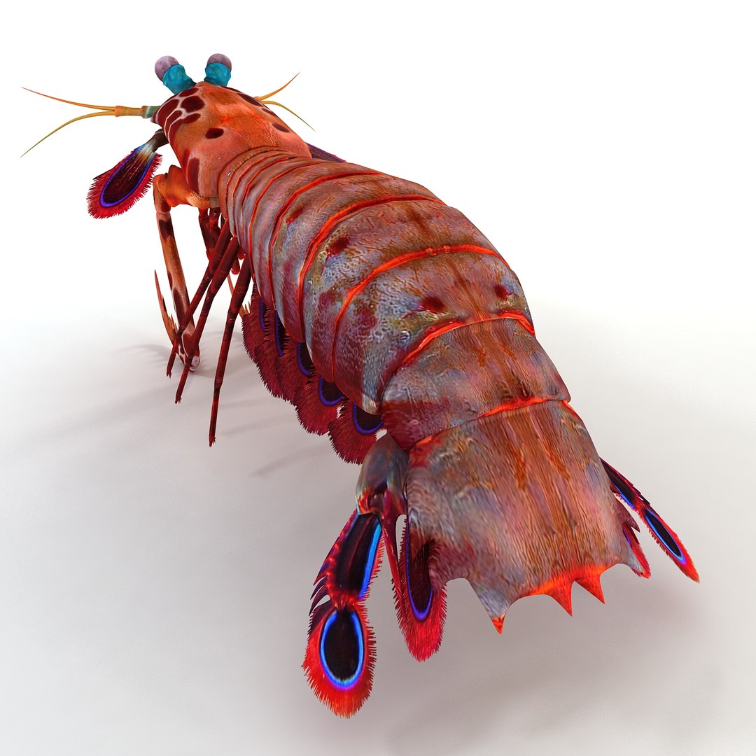 3d Mantis Shrimp Model