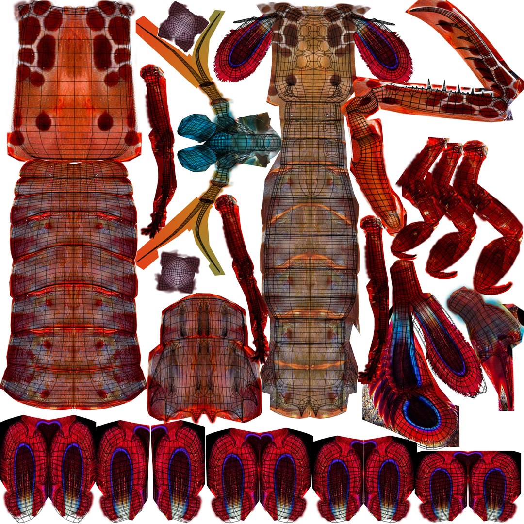 3d Mantis Shrimp Model