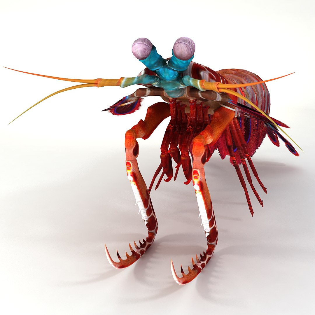 3d Mantis Shrimp Model