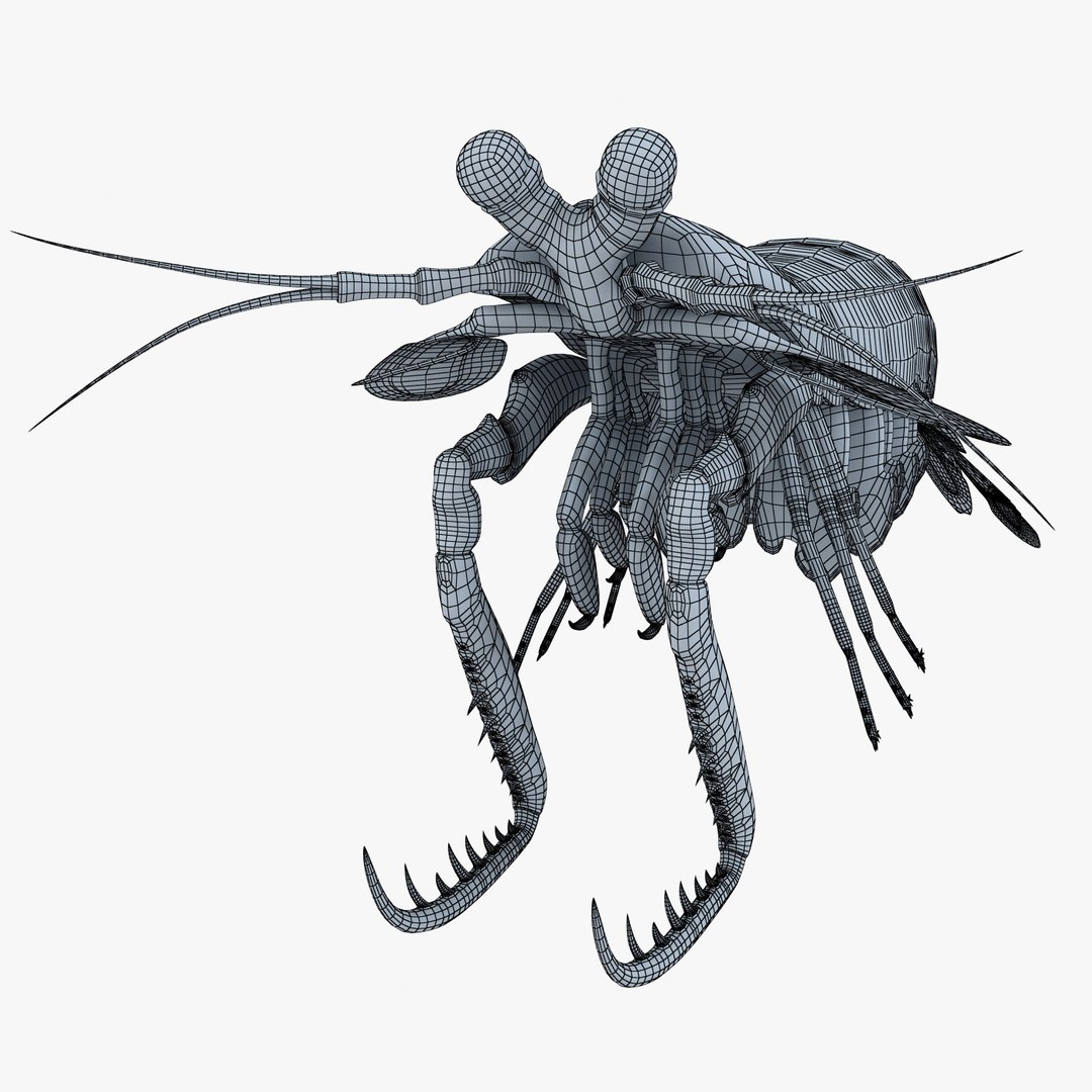 3d Mantis Shrimp Model