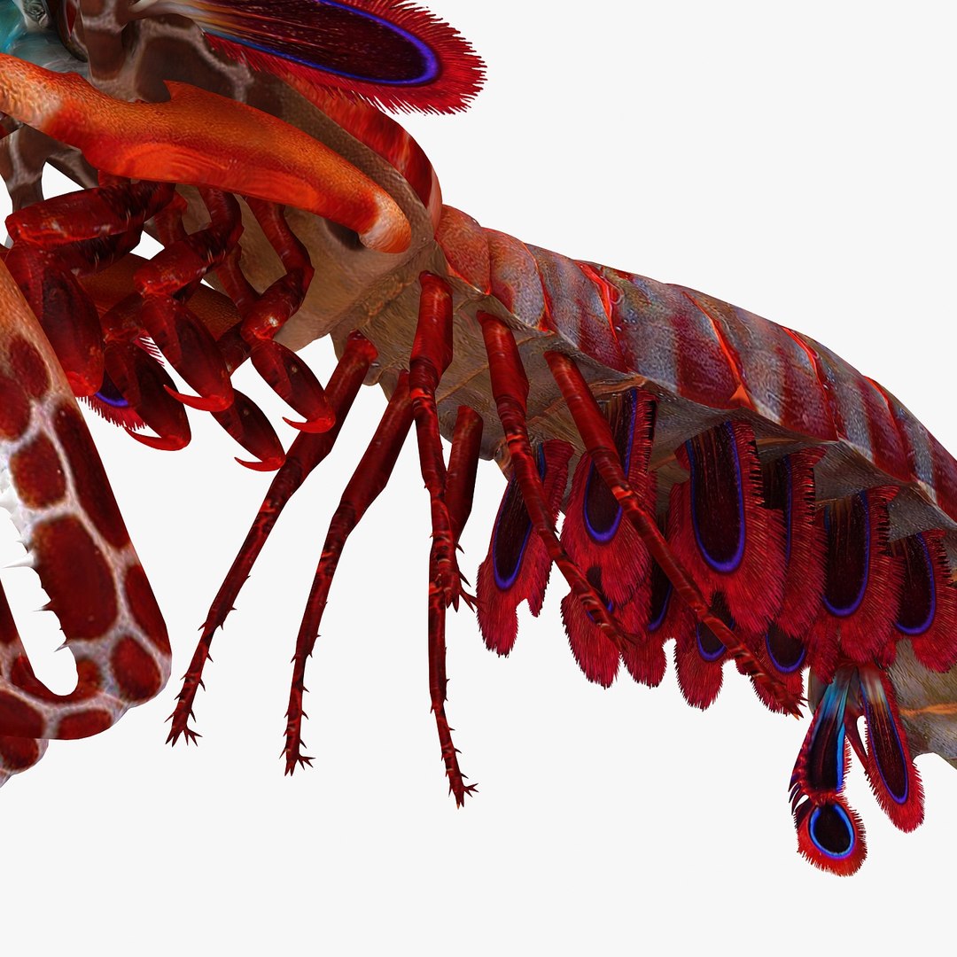 3d Mantis Shrimp Model
