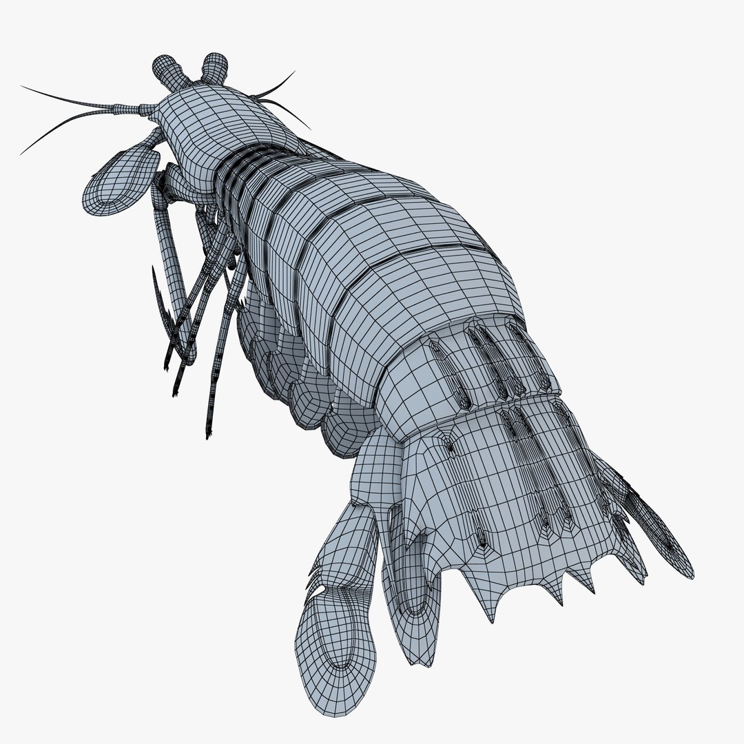 3d Mantis Shrimp Model