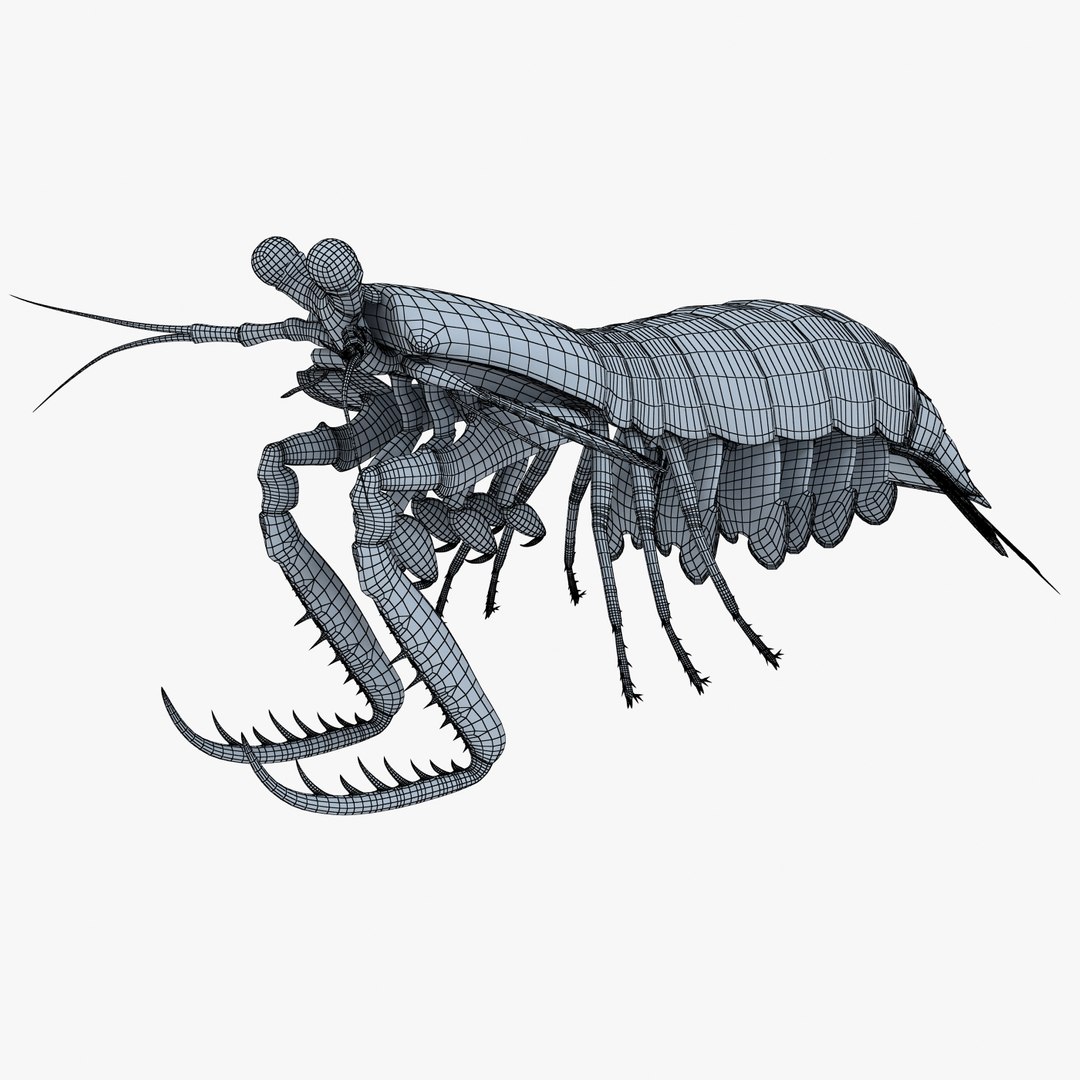 3d Mantis Shrimp Model