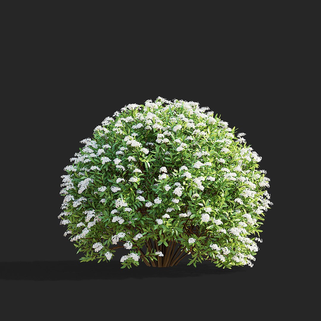 3D Spiraea cinerea grefsheim trimmed model - TurboSquid 2175986