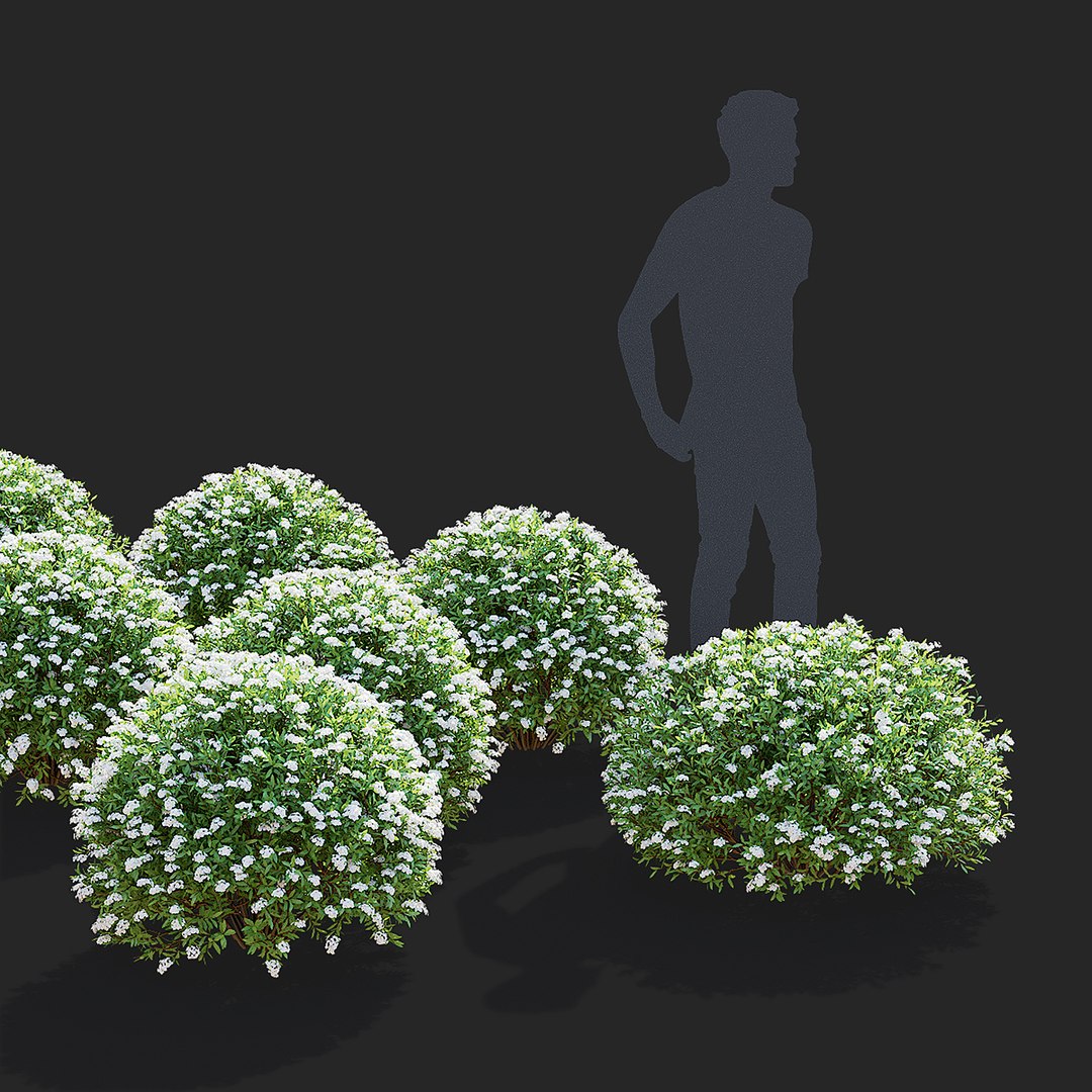3D Spiraea cinerea grefsheim trimmed model - TurboSquid 2175986