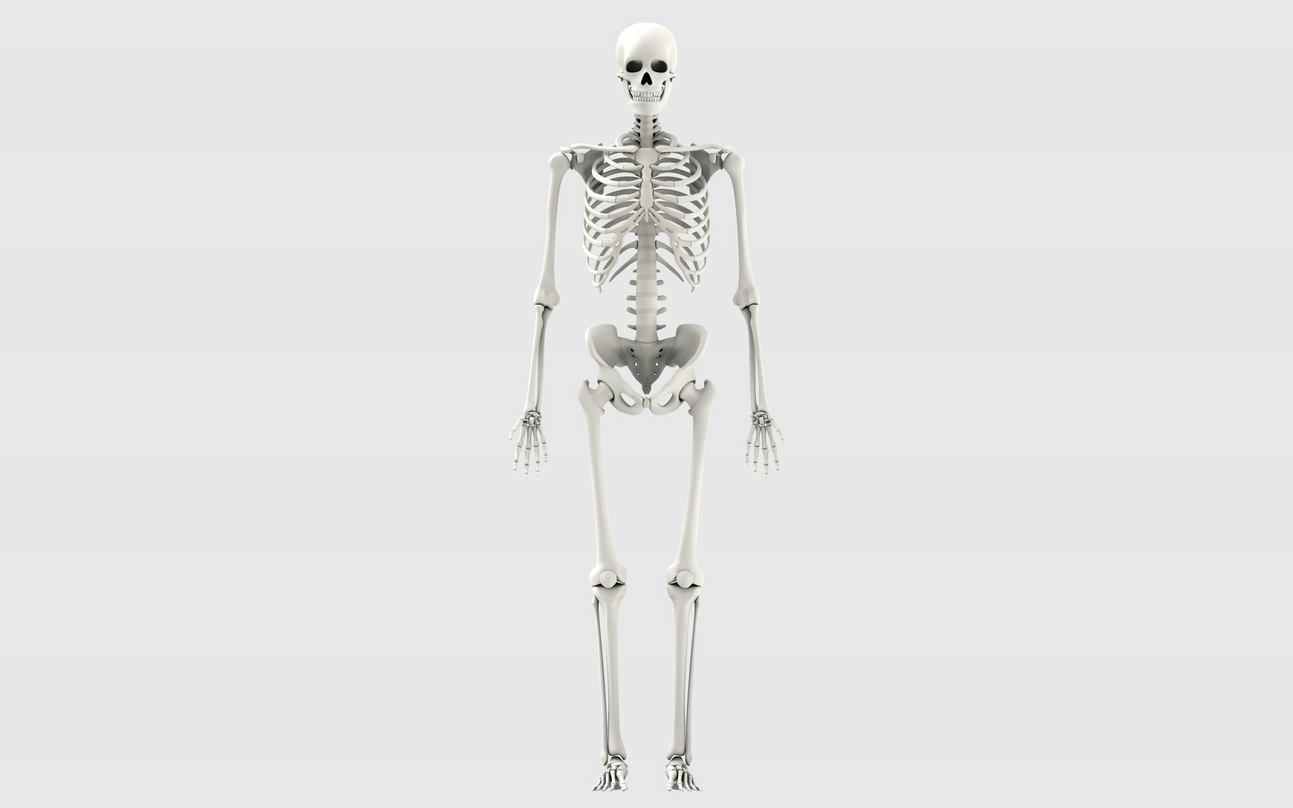 Human skeleton 3D - TurboSquid 1255626