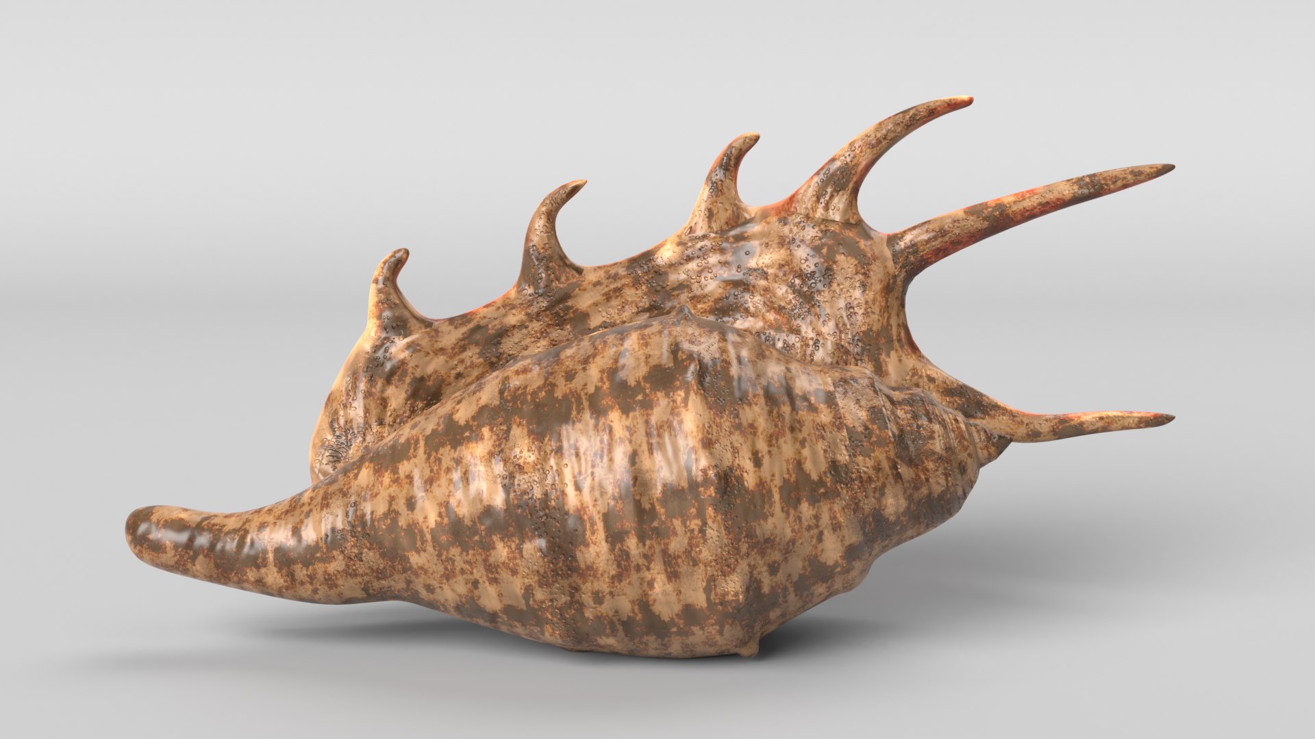 Seashell Shell Sea 3D Model - TurboSquid 1665707