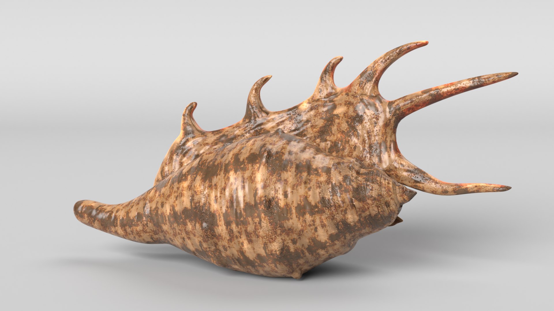 Seashell Shell Sea 3D Model - TurboSquid 1665707