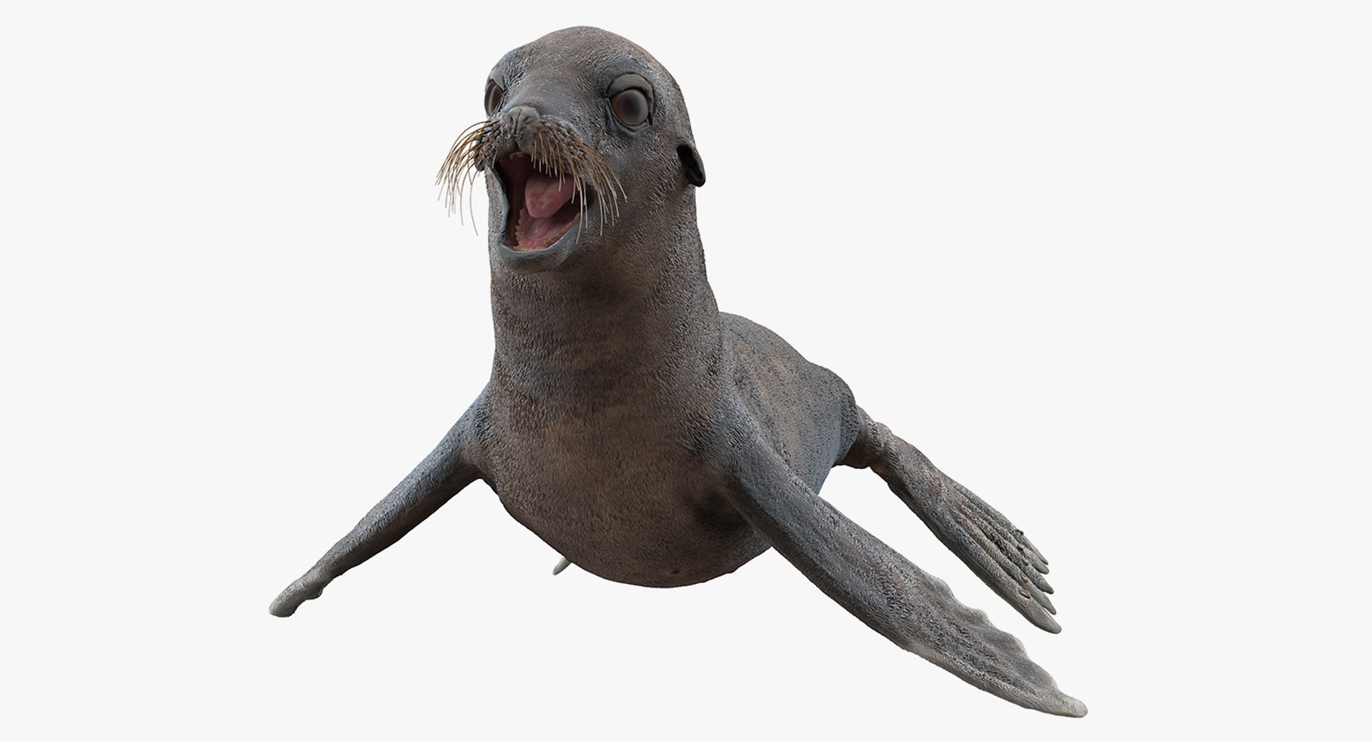 3D Sea Lion Wet Neutral Model - TurboSquid 1428970