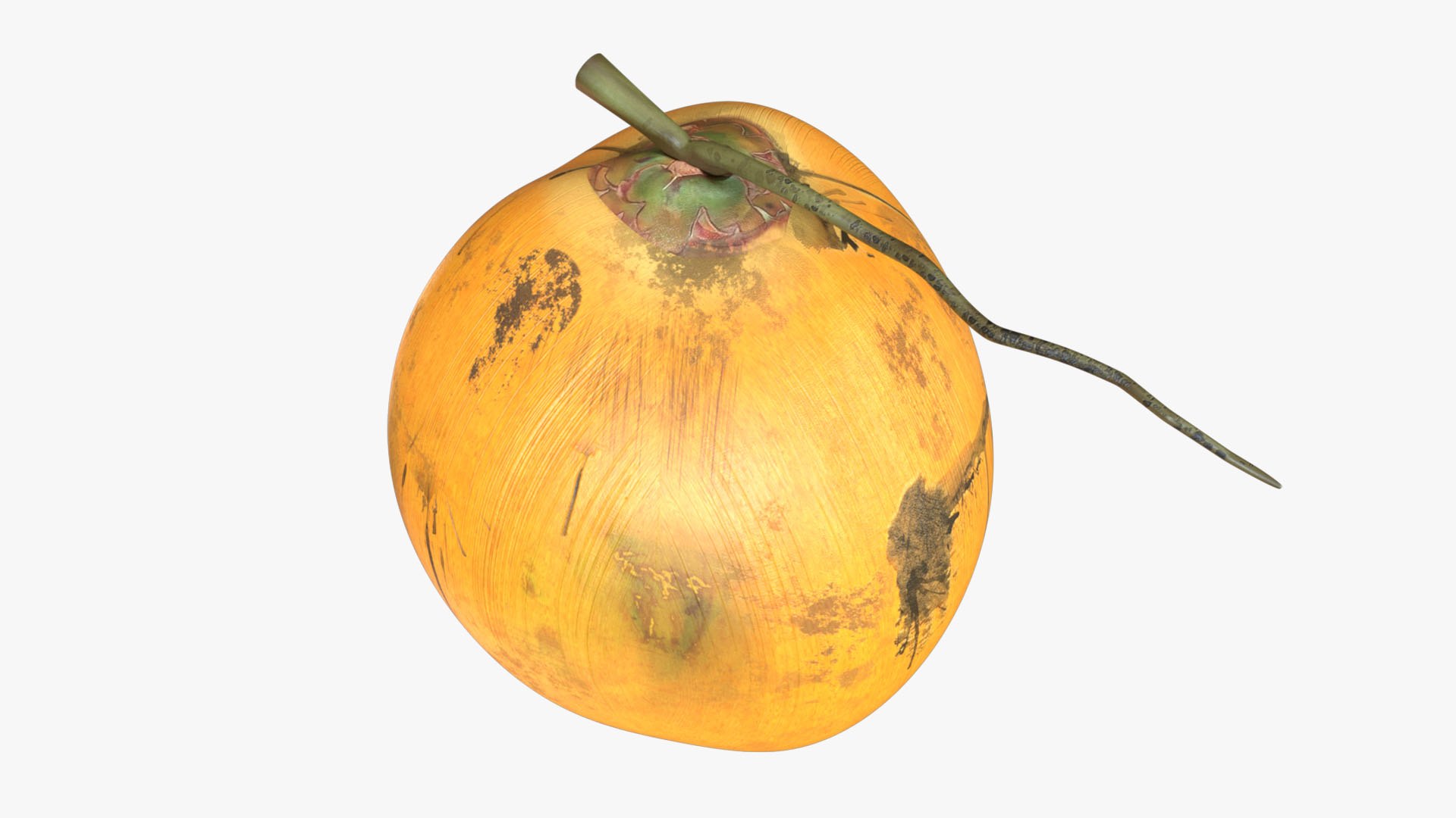 YELLOW COCONUT 3D Model - TurboSquid 2127946