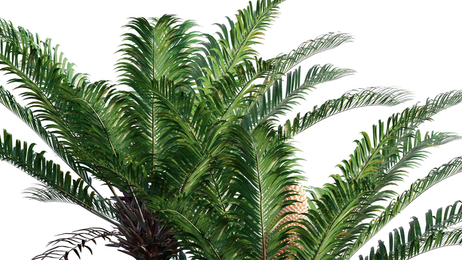cycas pectinata