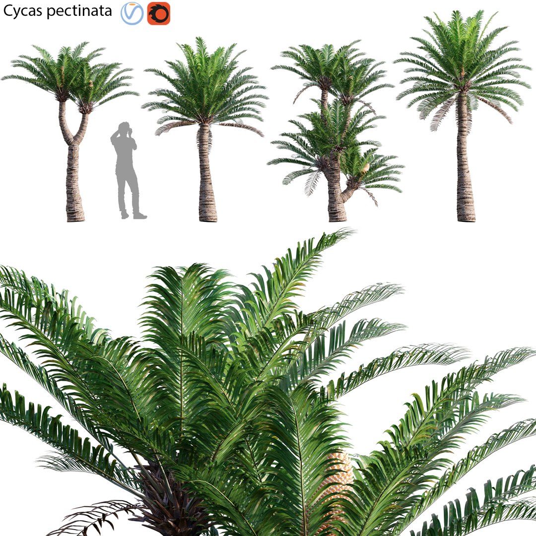 3D Cycas Pectinata - Palm 01 - TurboSquid 1782512